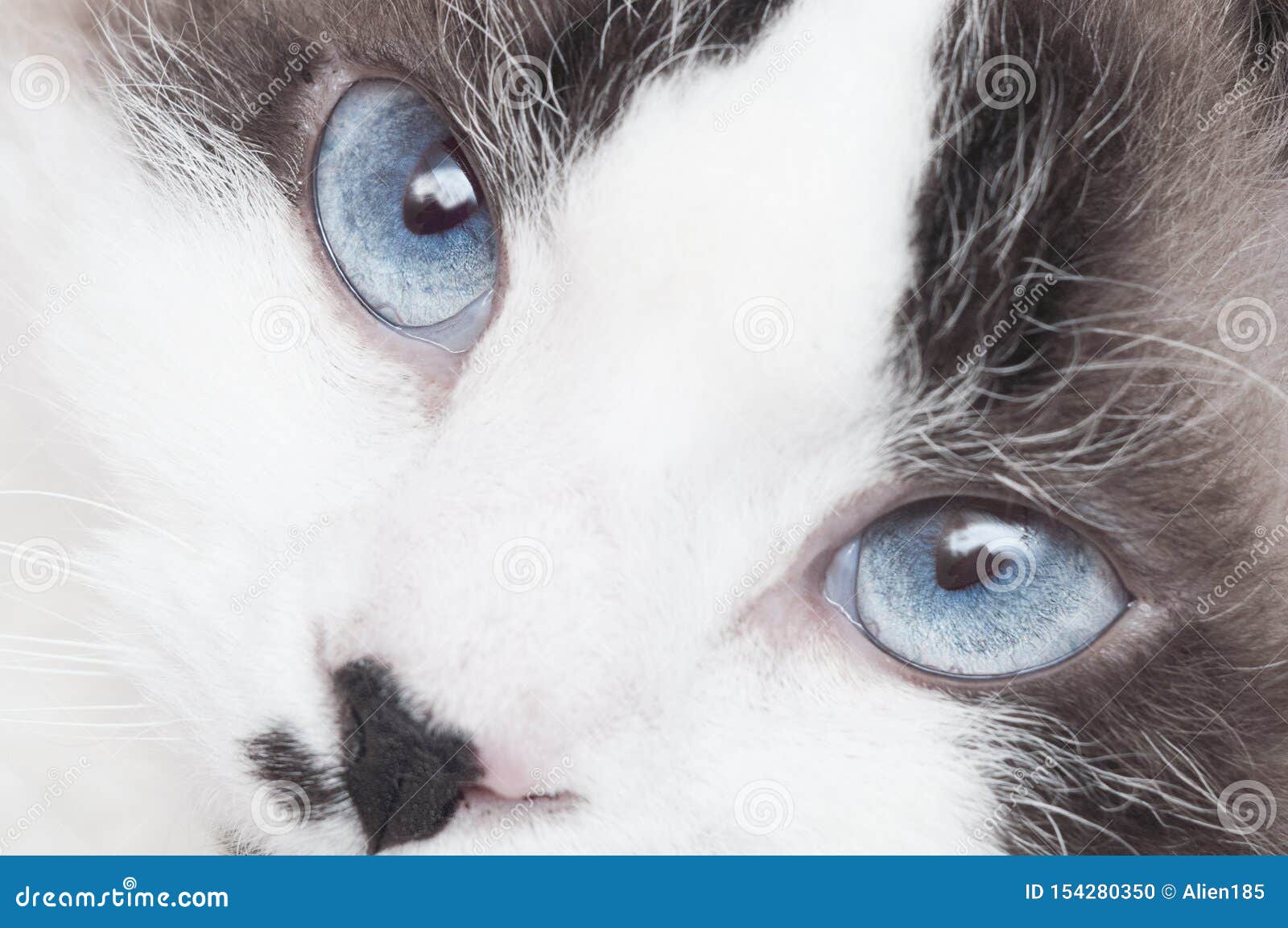 White Blue Eyed Devon Rex Cat Stock Photo - Image of blueeyed, blue ...
