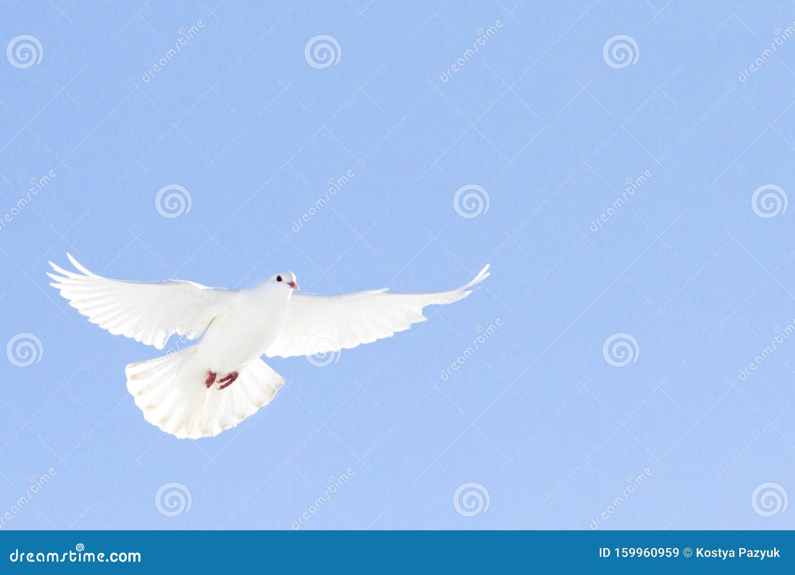 White Blue Flies Against the Blue Sky Stock Image - Image of heaven ...
