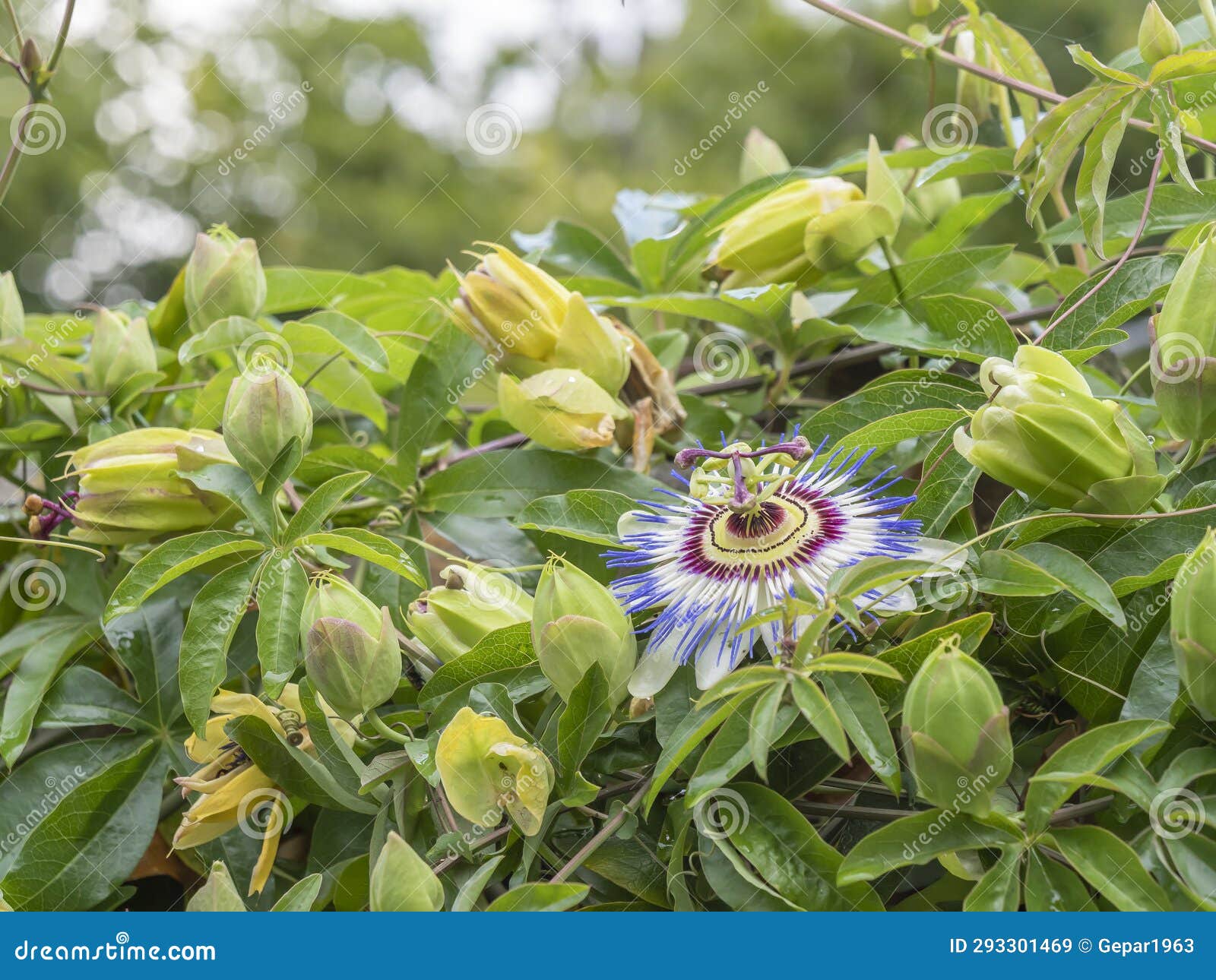 White and Blue Flowers Passiflora Caerulea. Stock Image - Image of ...