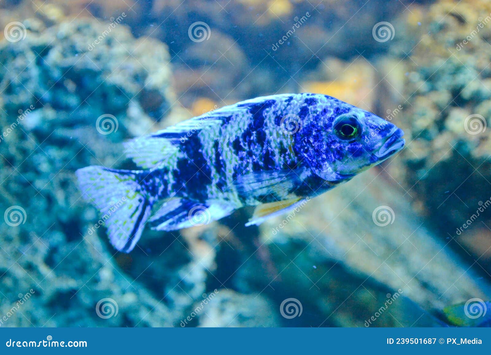 White and Blue Mouthbrooder Fish Stock Image - Image of marine, side ...