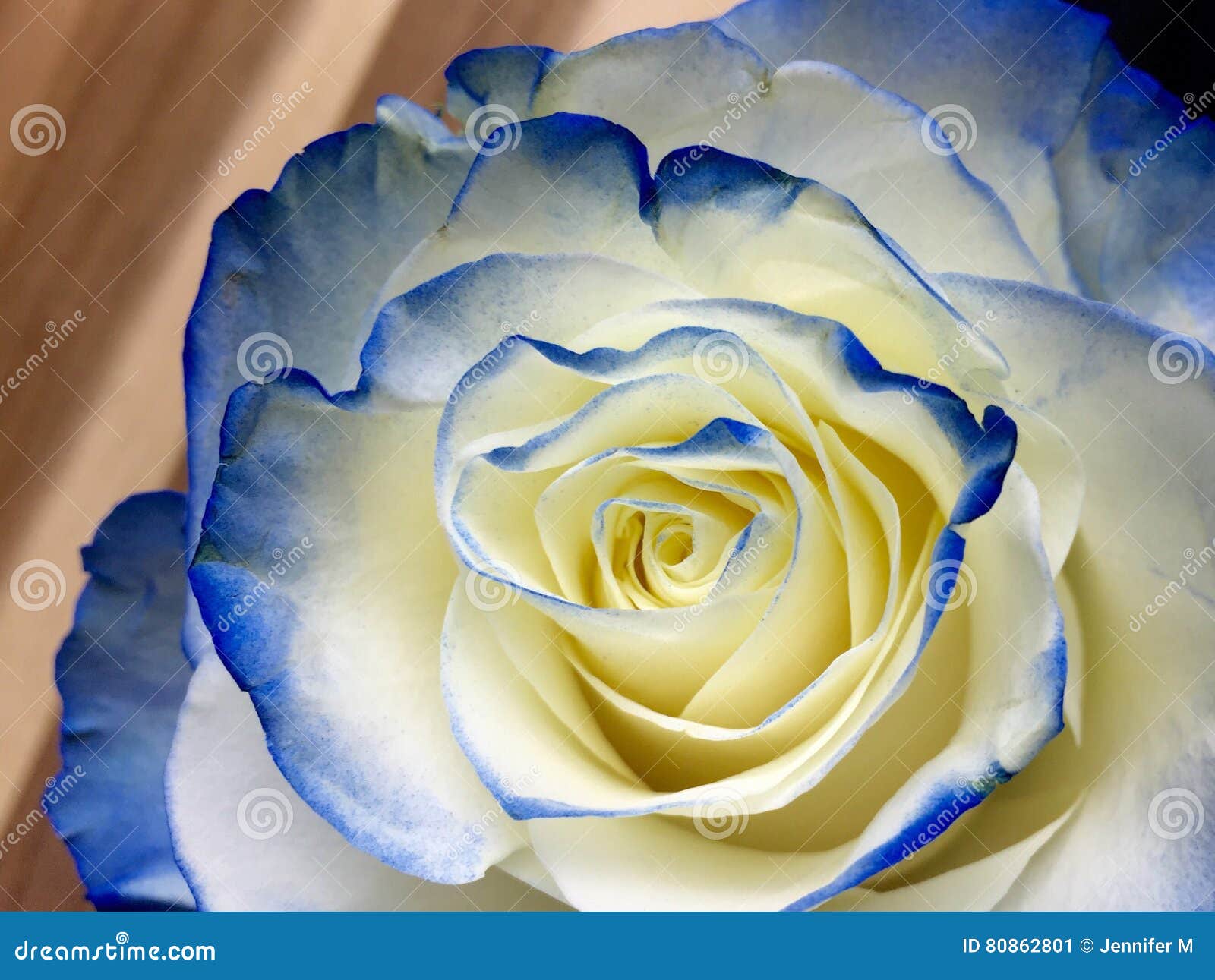 White and blue rose stock image. Image of white, close - 80862801