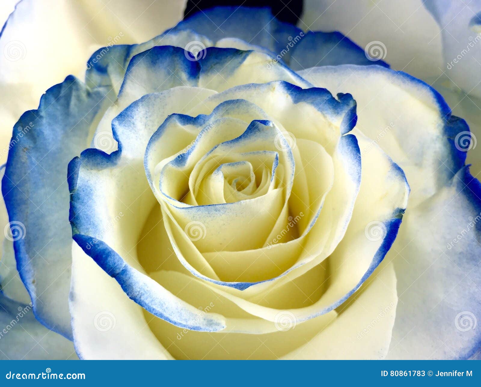 White and blue rose stock image. Image of card, gift - 80861783