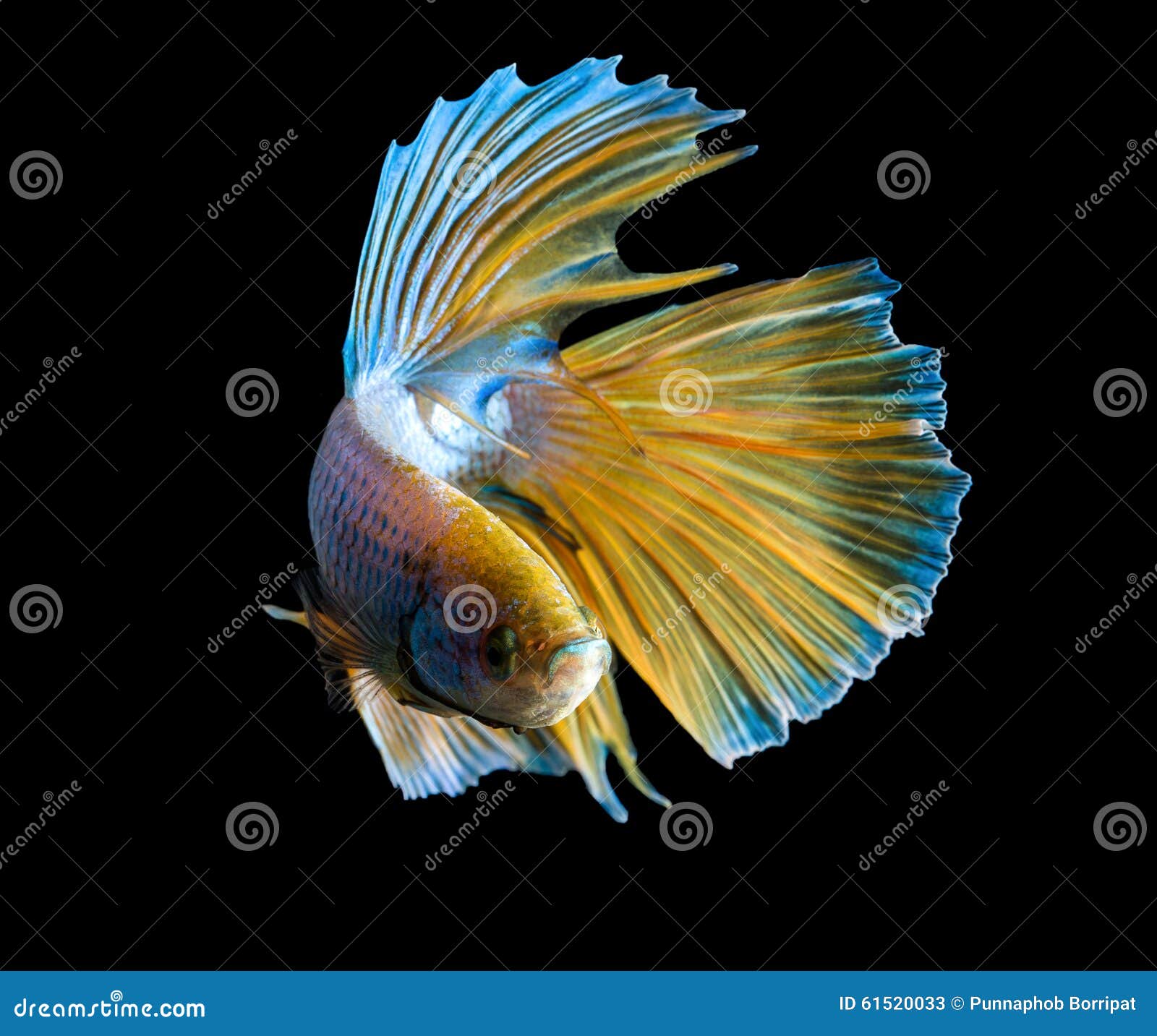 White and Blue Siamese Fighting Stock Image - Image of tail, domestic ...