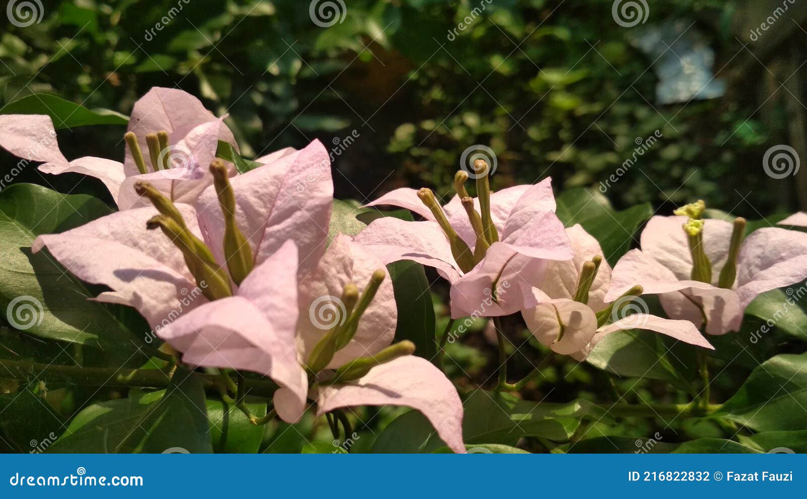 White Bogenvil that Blooms in the Afternoon Stock Photo - Image of ...