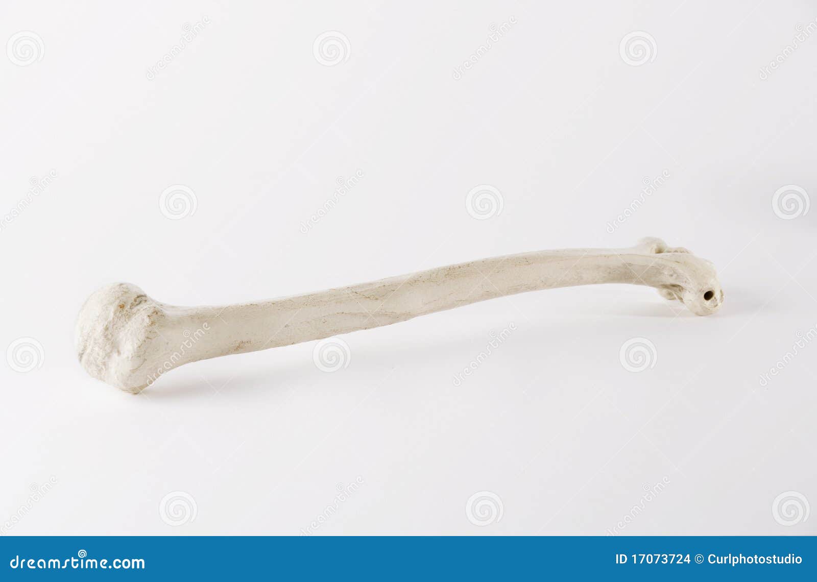 White bone stock photo. Image of animal, isolated, diagnosis - 17073724