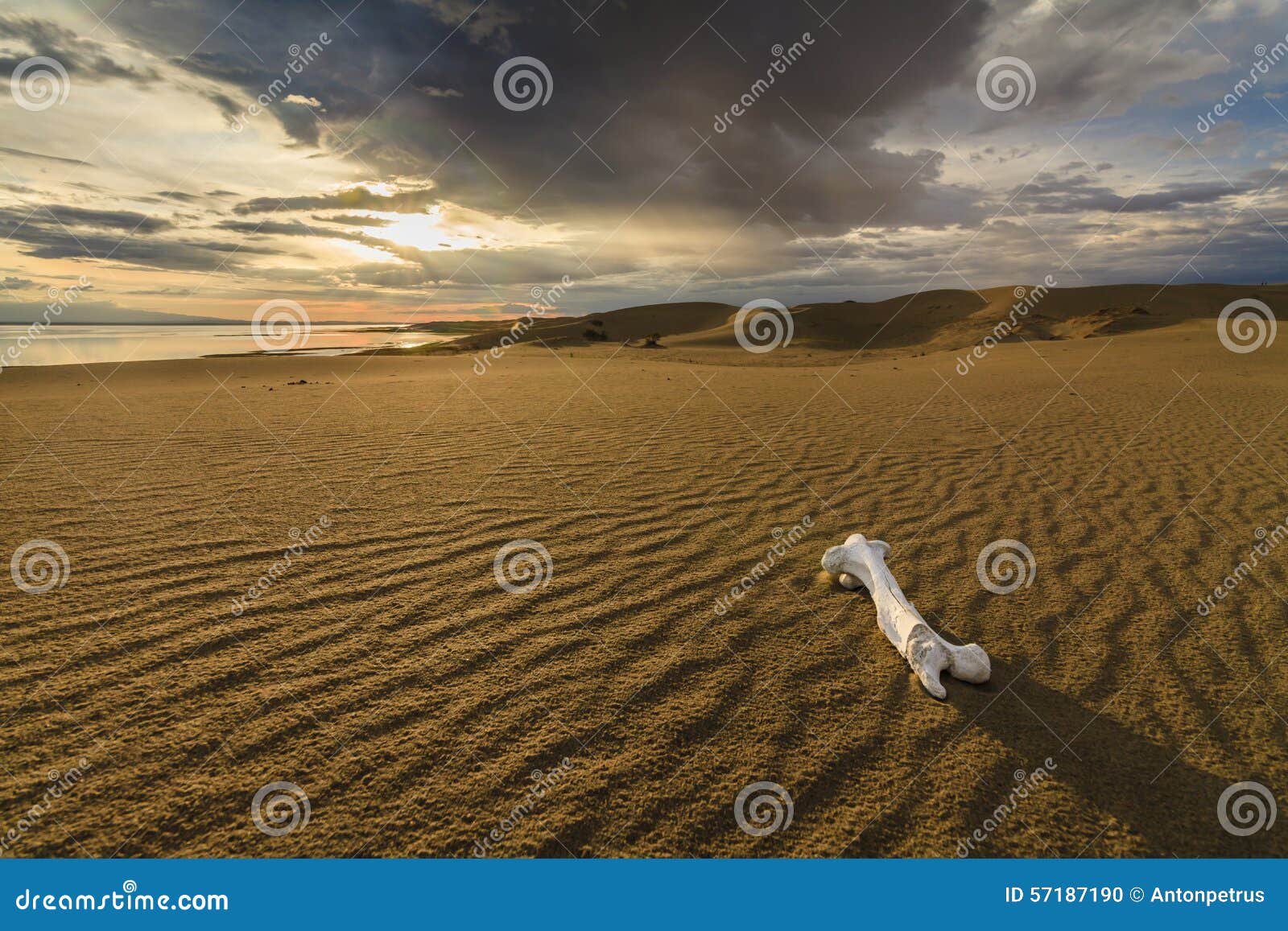 White Bone on the Sand in the Gobi Desert. Stock Photo - Image of death ...
