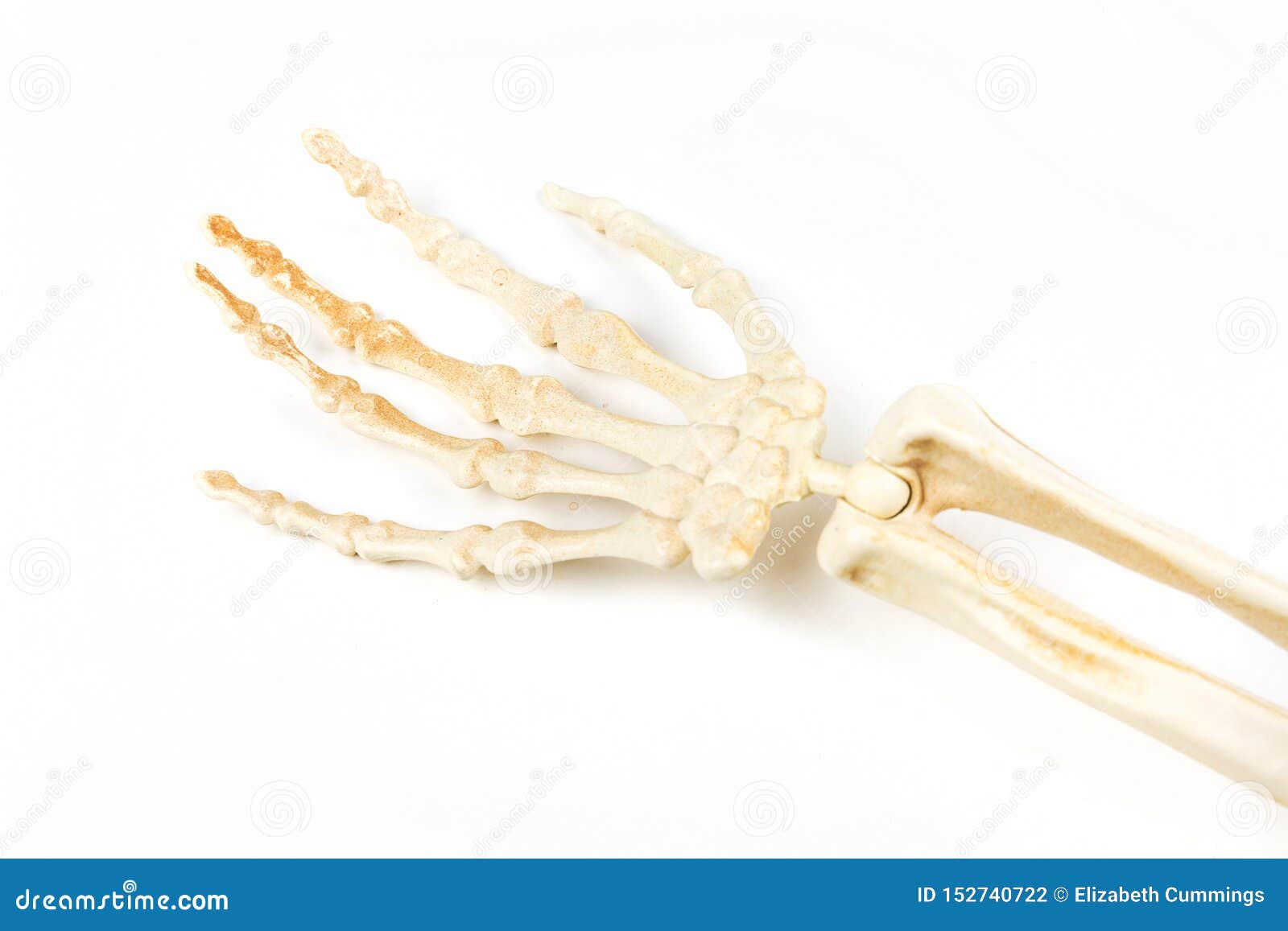 White Bony Skeleton Hand Palm Up Ready To Hold Stock Photo - Image of ...