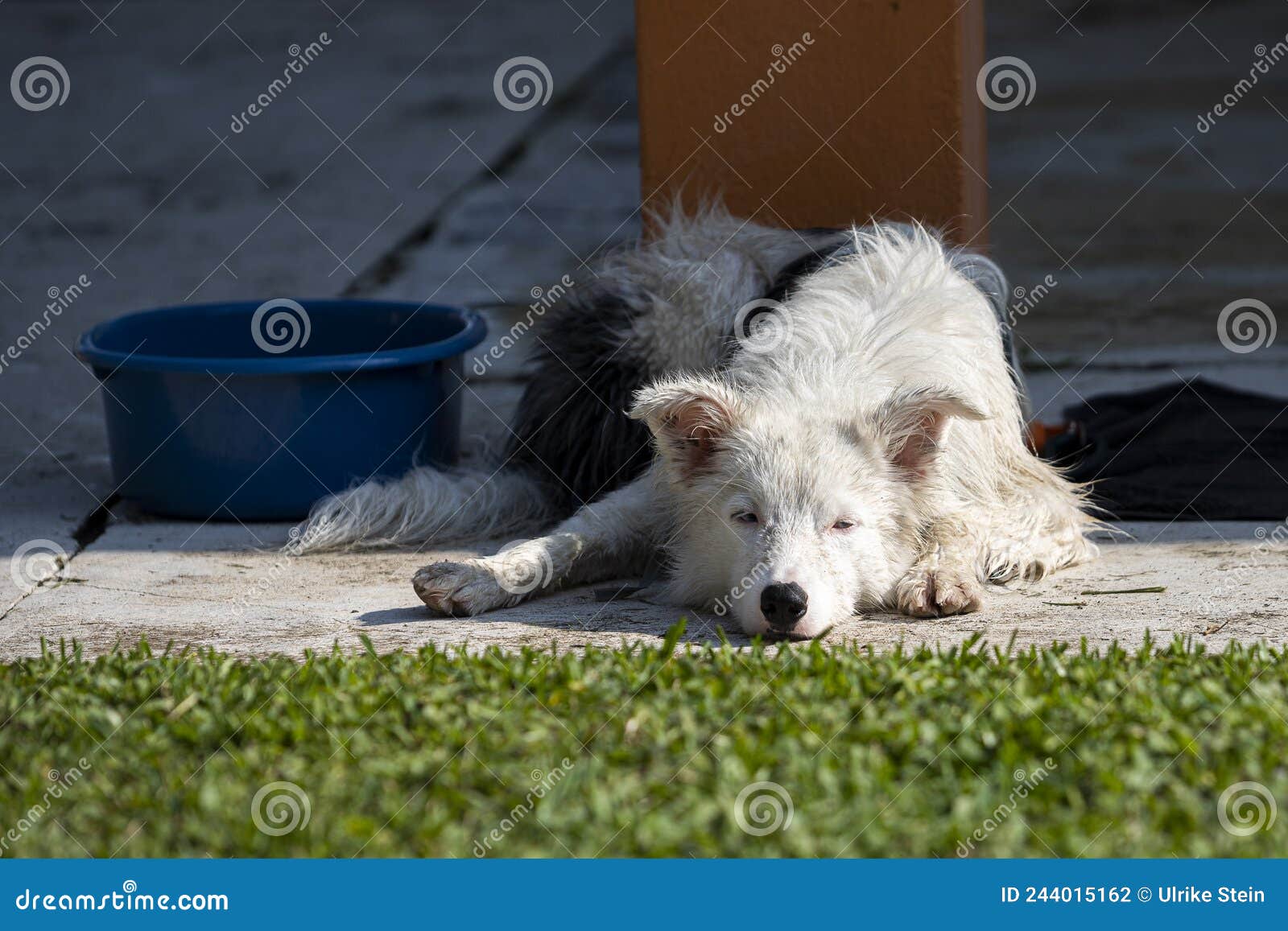White Dog Laying Down in the Shadow Stock Photo - Image of mammal ...