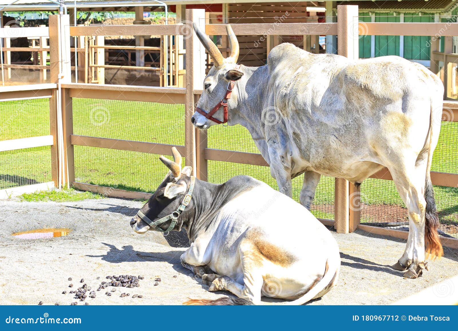 Bos Indicus Cow White Cattle Stock Photo - Image of indicus, cattle ...