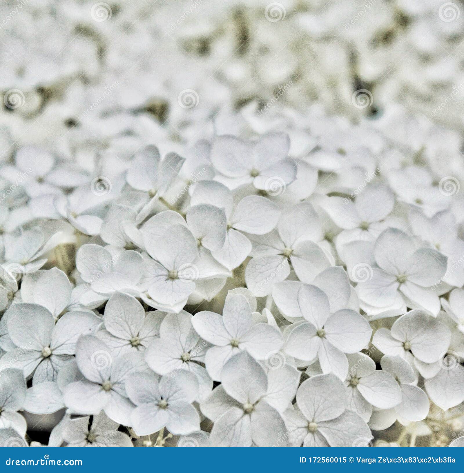 White bossom stock image. Image of flower, bossom, minimalism - 172560015