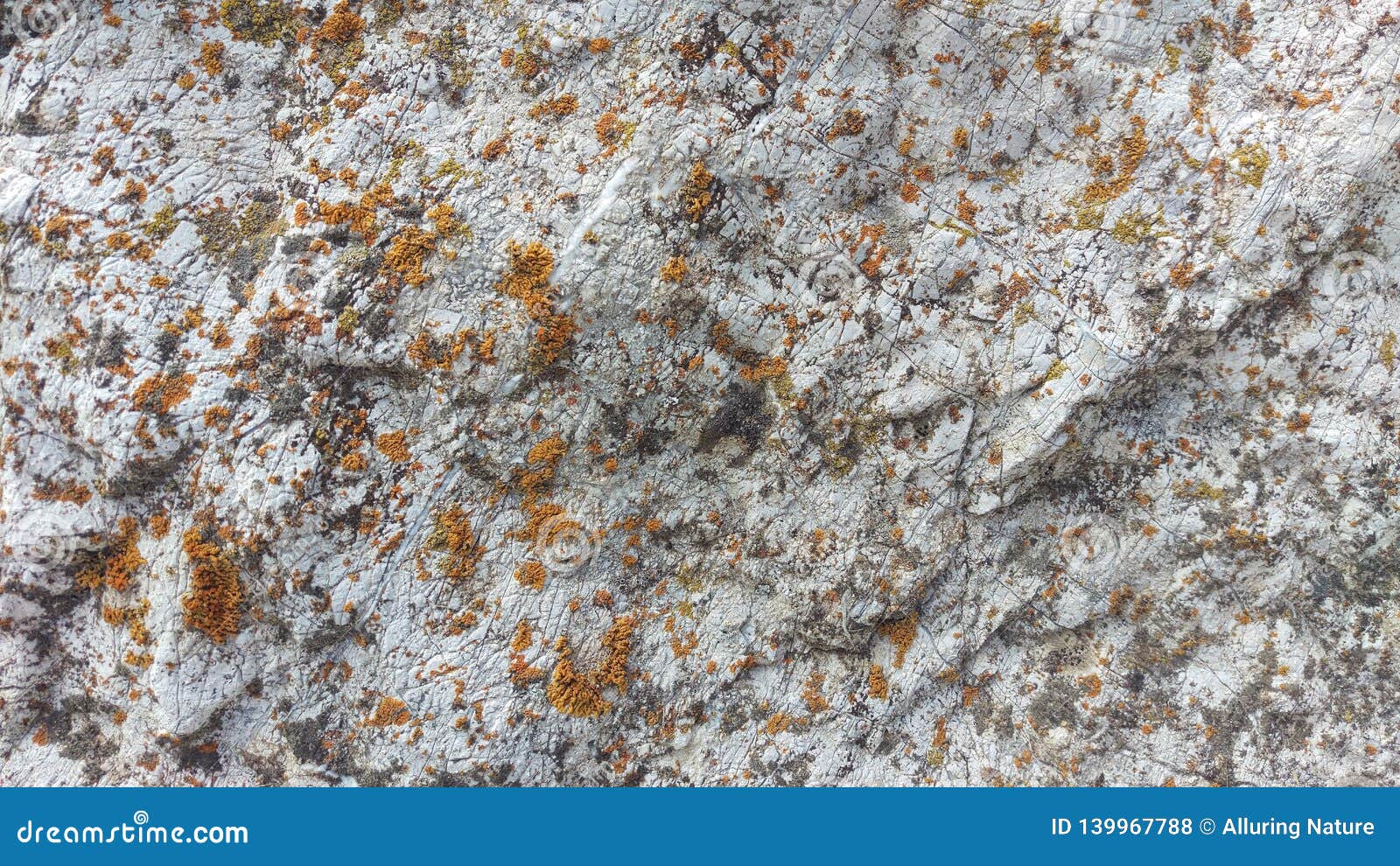 White Boulder with Lichen Spots Stock Photo - Image of boulder ...