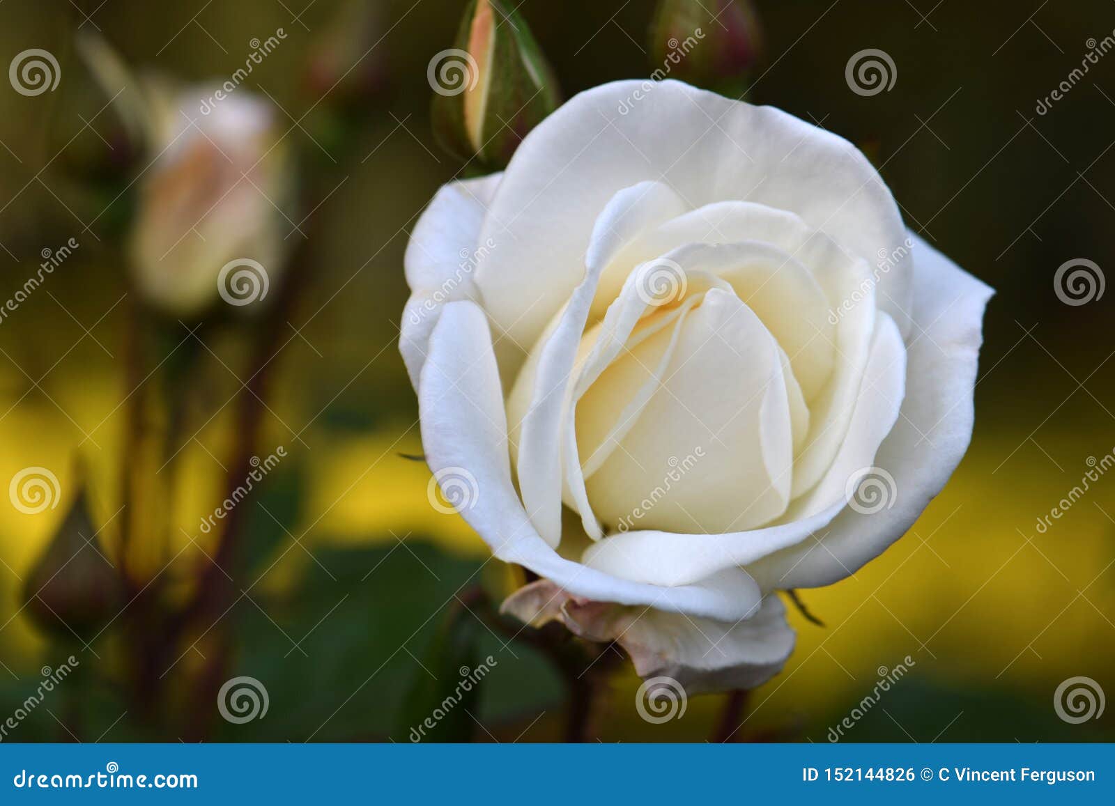 White Bouquet Rosebud 02 stock photo. Image of white - 152144826