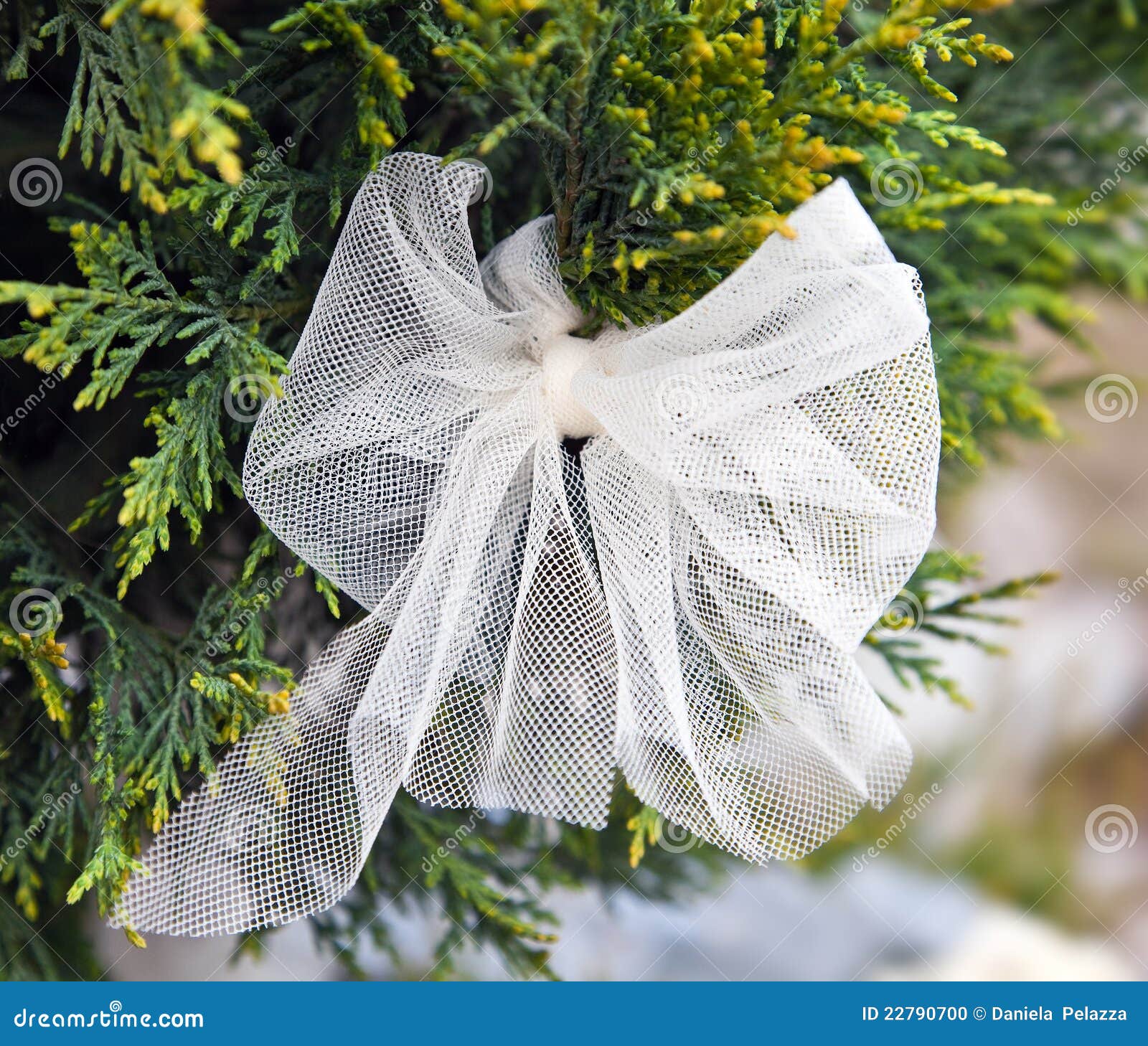White bow. stock photo. Image of plant, outdoor, pine - 22790700
