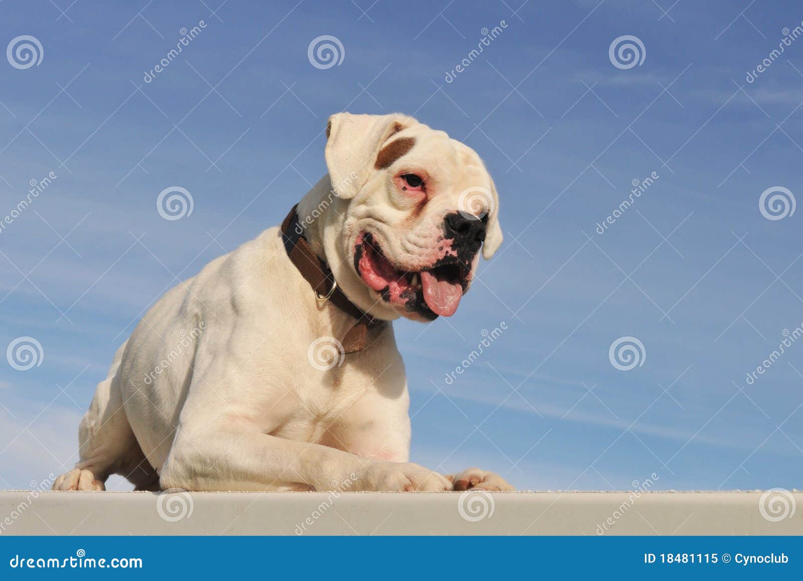 White bower stock image. Image of pedigree, young, beautiful - 18481115