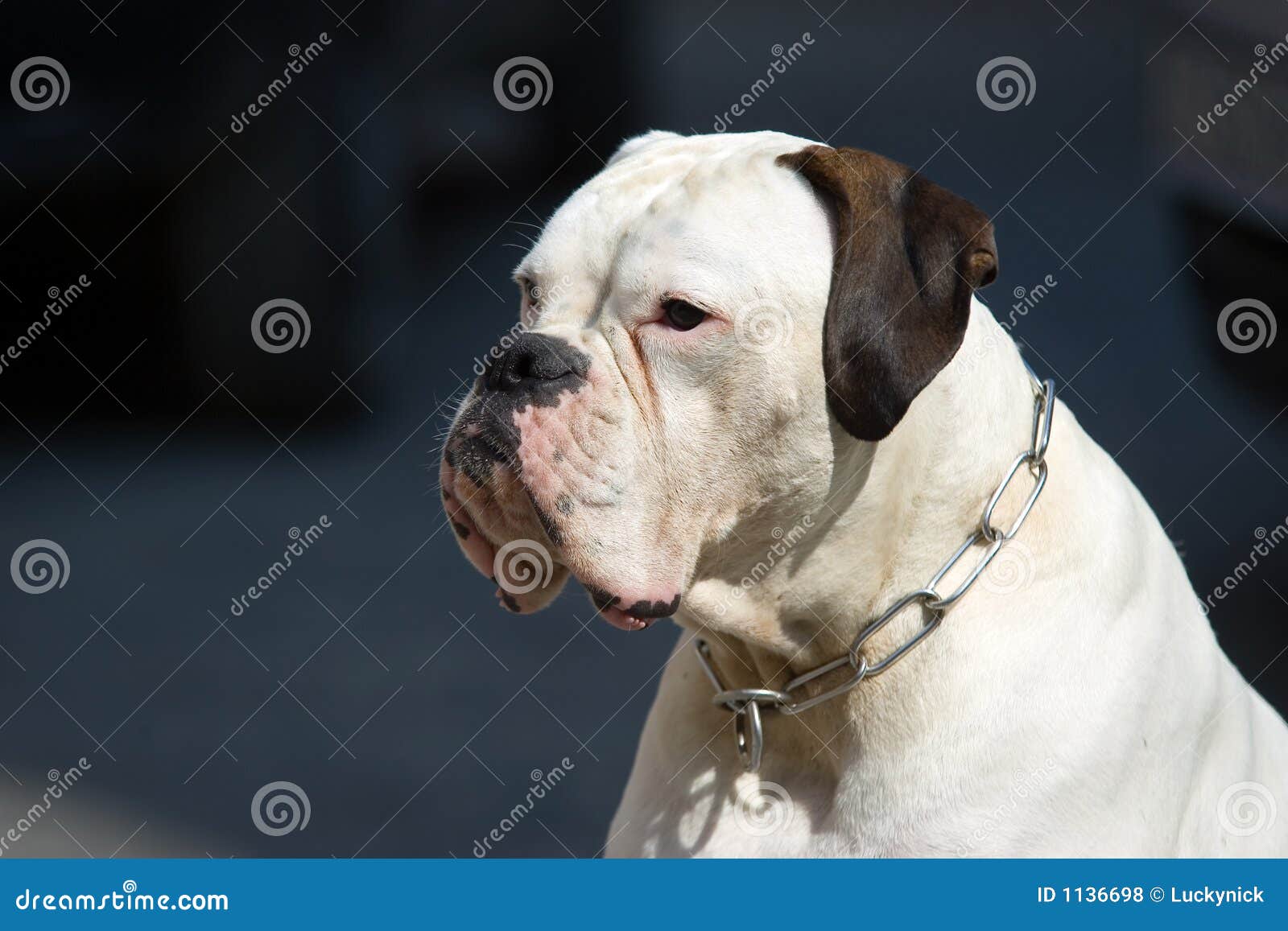 White boxer stock photo. Image of pets, white, nice, nature - 1136698