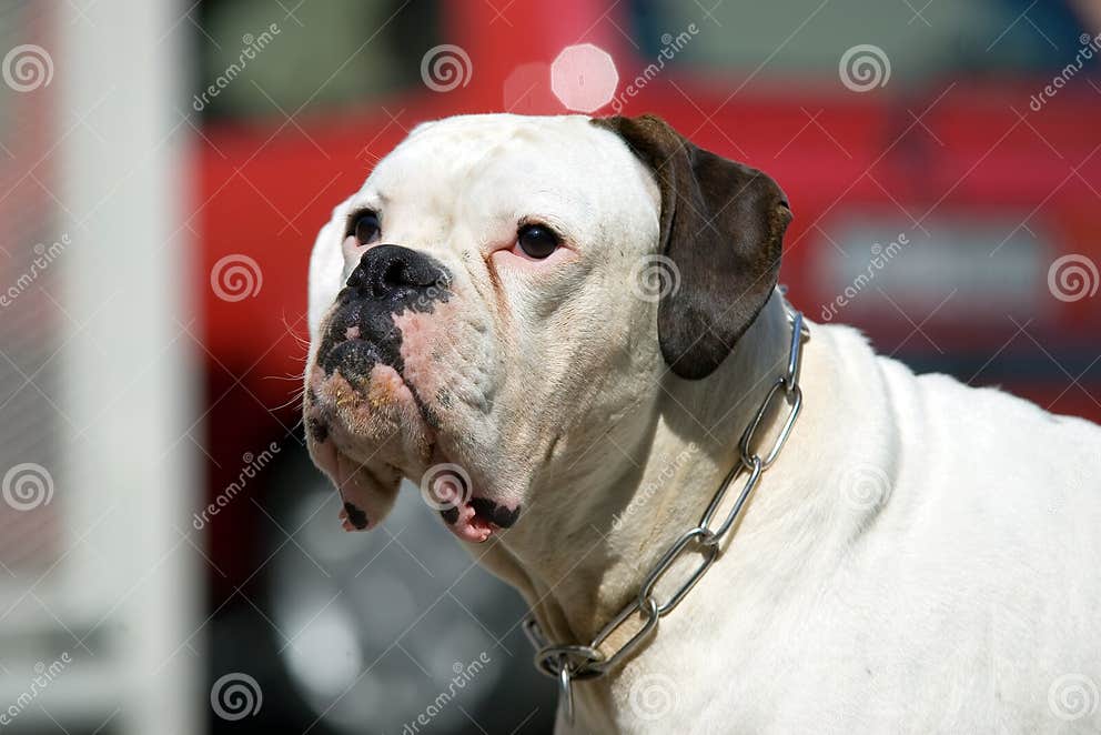 White boxer bog stock photo. Image of outdoor, view, animal - 1136748