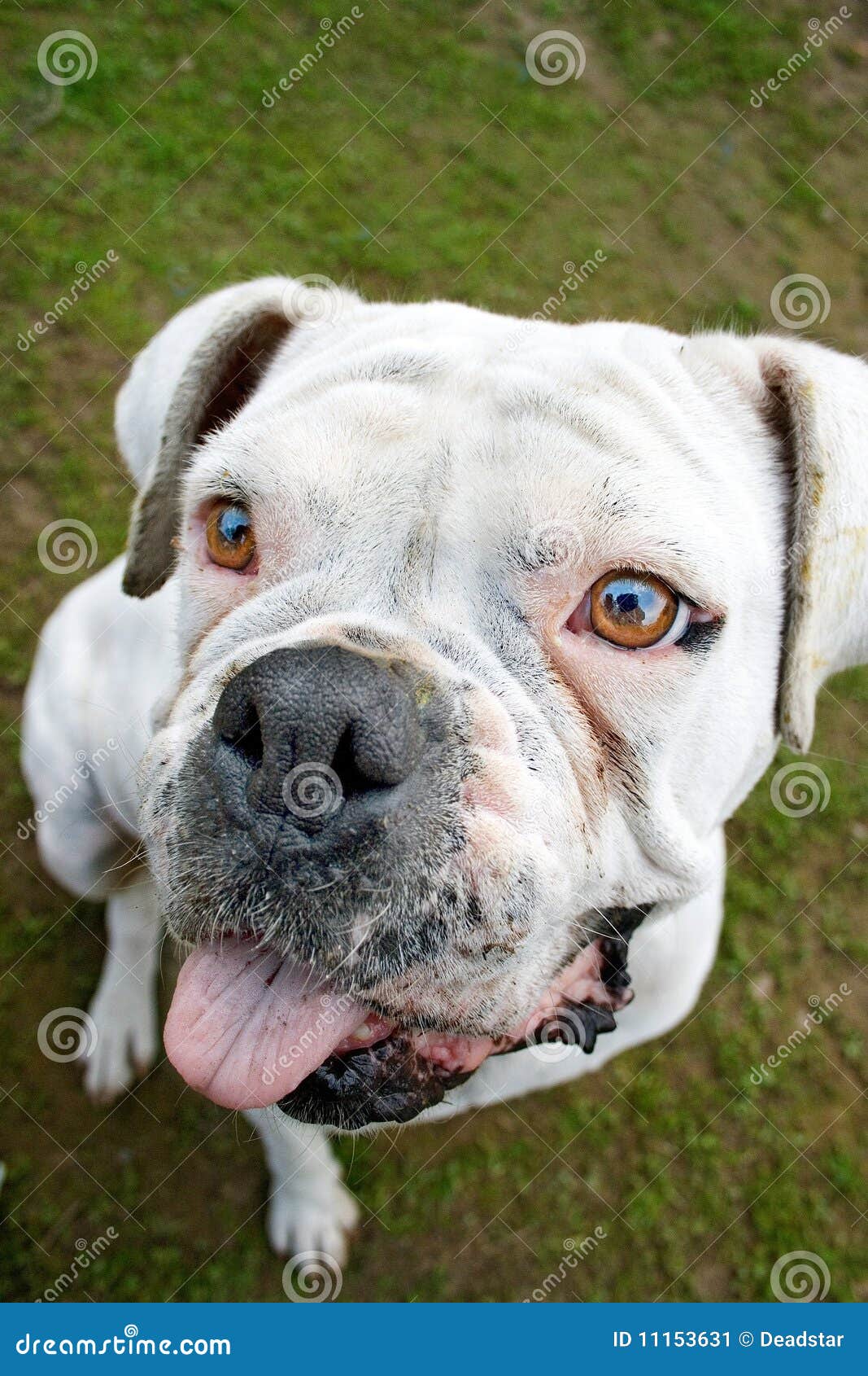White boxer dog stock image. Image of domestic, doggy - 11153631