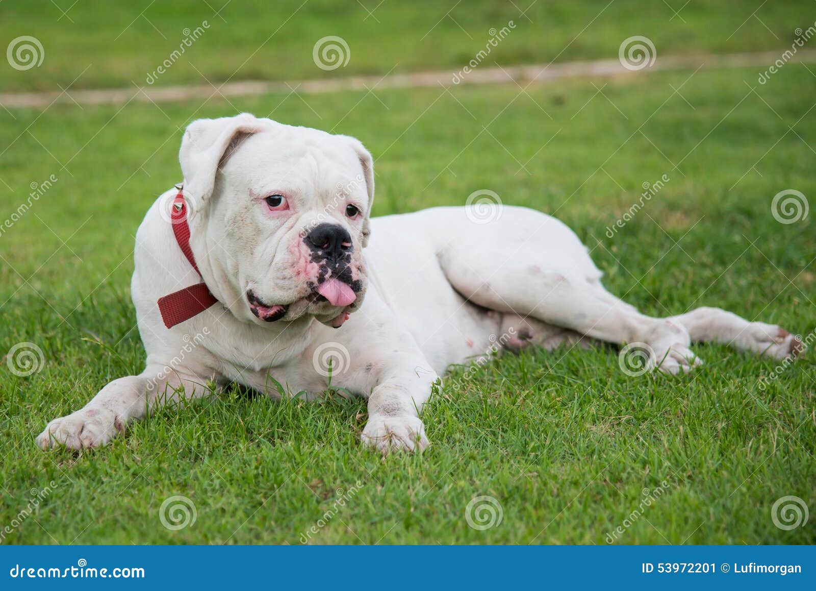 Full Grown White Boxer