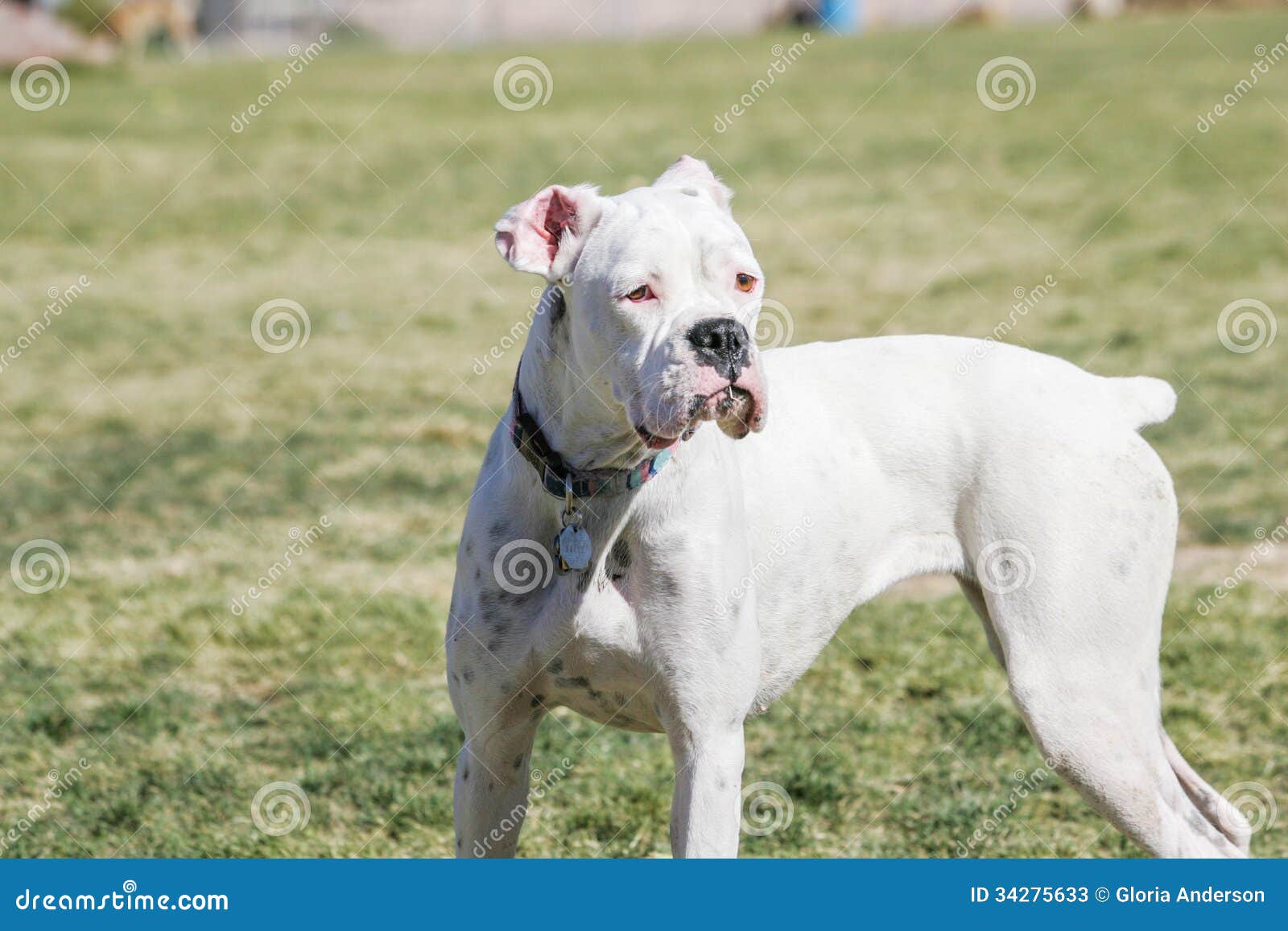 White Boxer Posing at the Park Stock Image - Image of little, outside ...