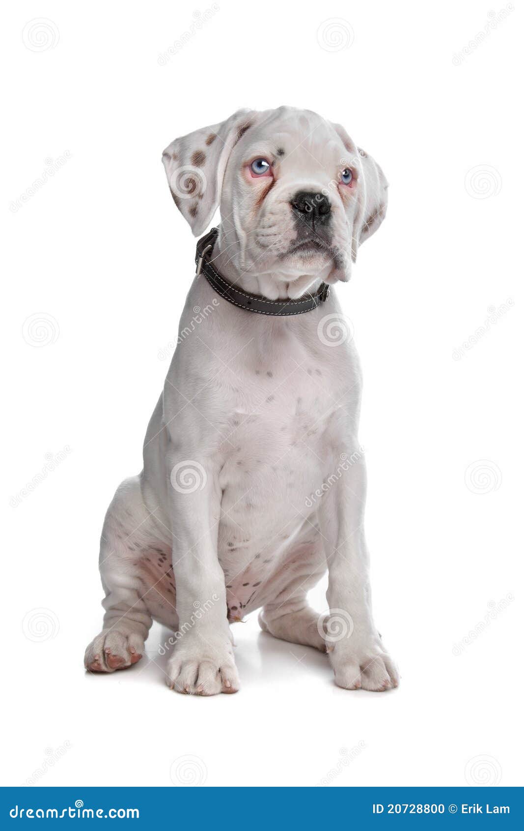 White boxer puppy stock photo. Image of puppy, pedigreed - 20728800