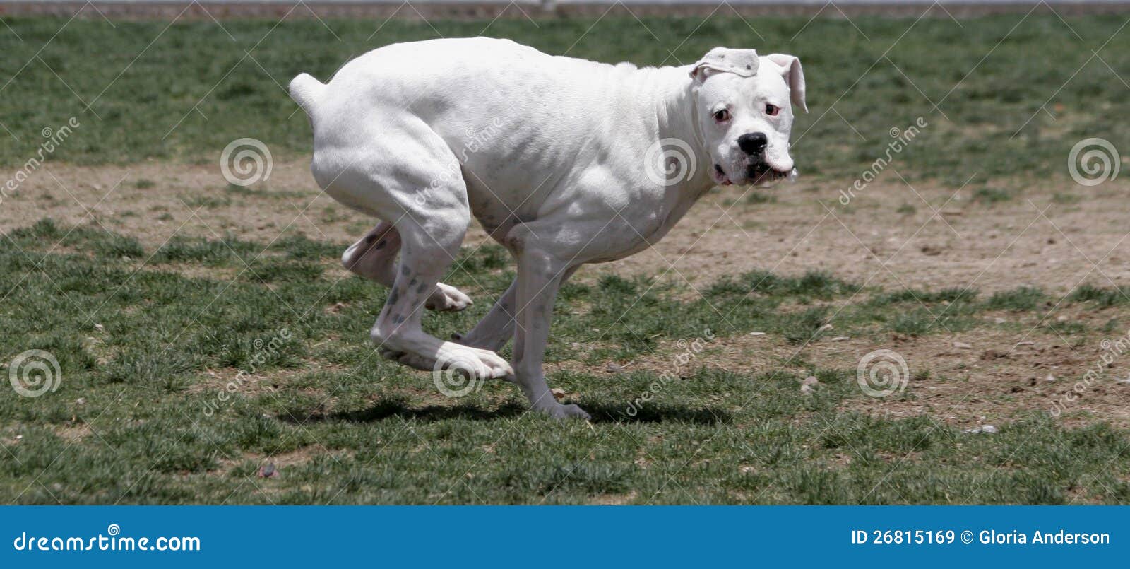 A white boxer running stock image. Image of canine, tired - 26815169