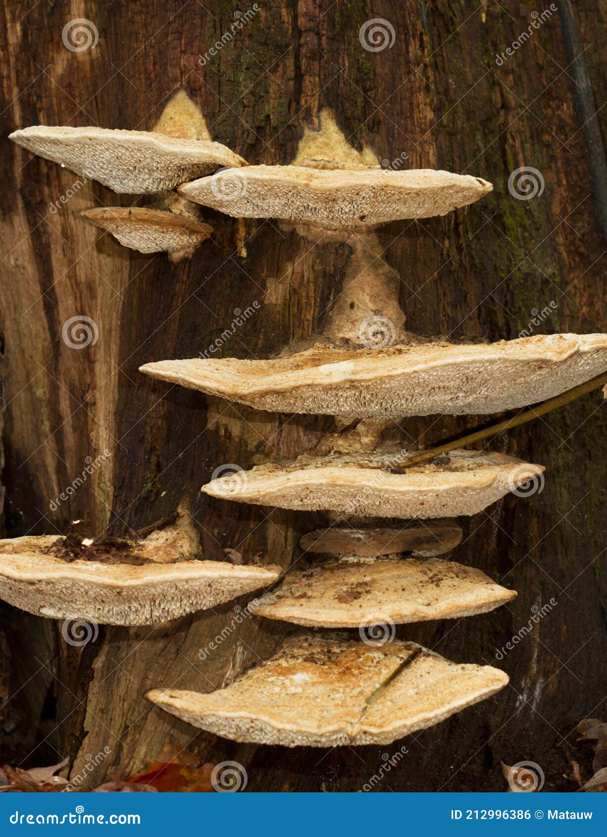White Bracket Fungus on Rotting Tree Stump Stock Photo - Image of wood ...