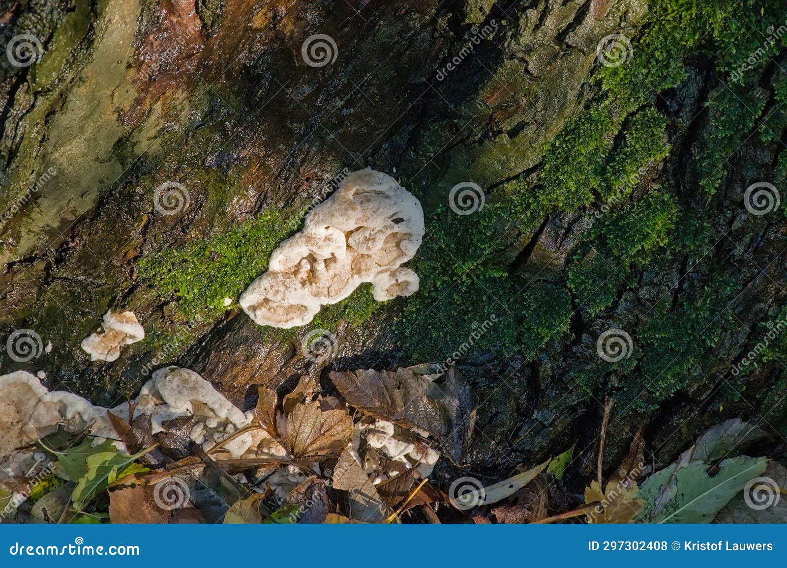 Lumpy Bracket Mushroom and Moss on a Fallen Tree Trunk Stock Photo ...