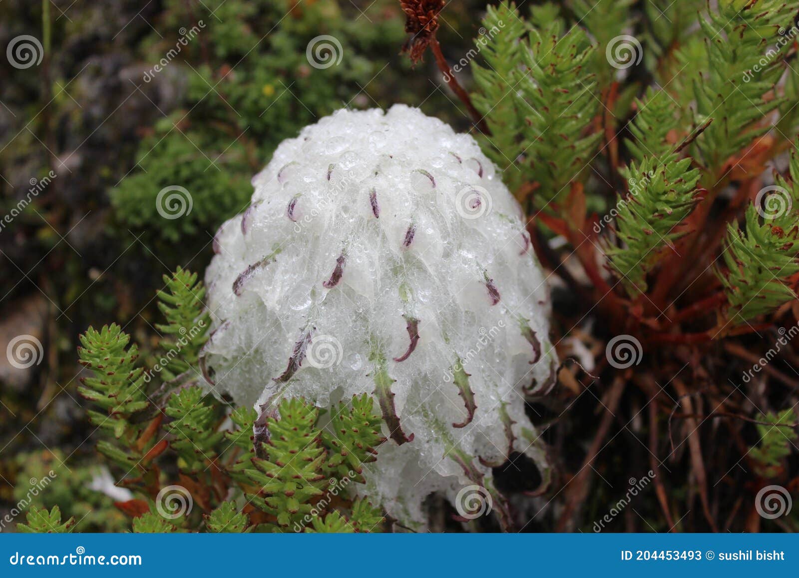 White Brahma Kamal Flower in Himalayan Meadows. Stock Image - Image of ...