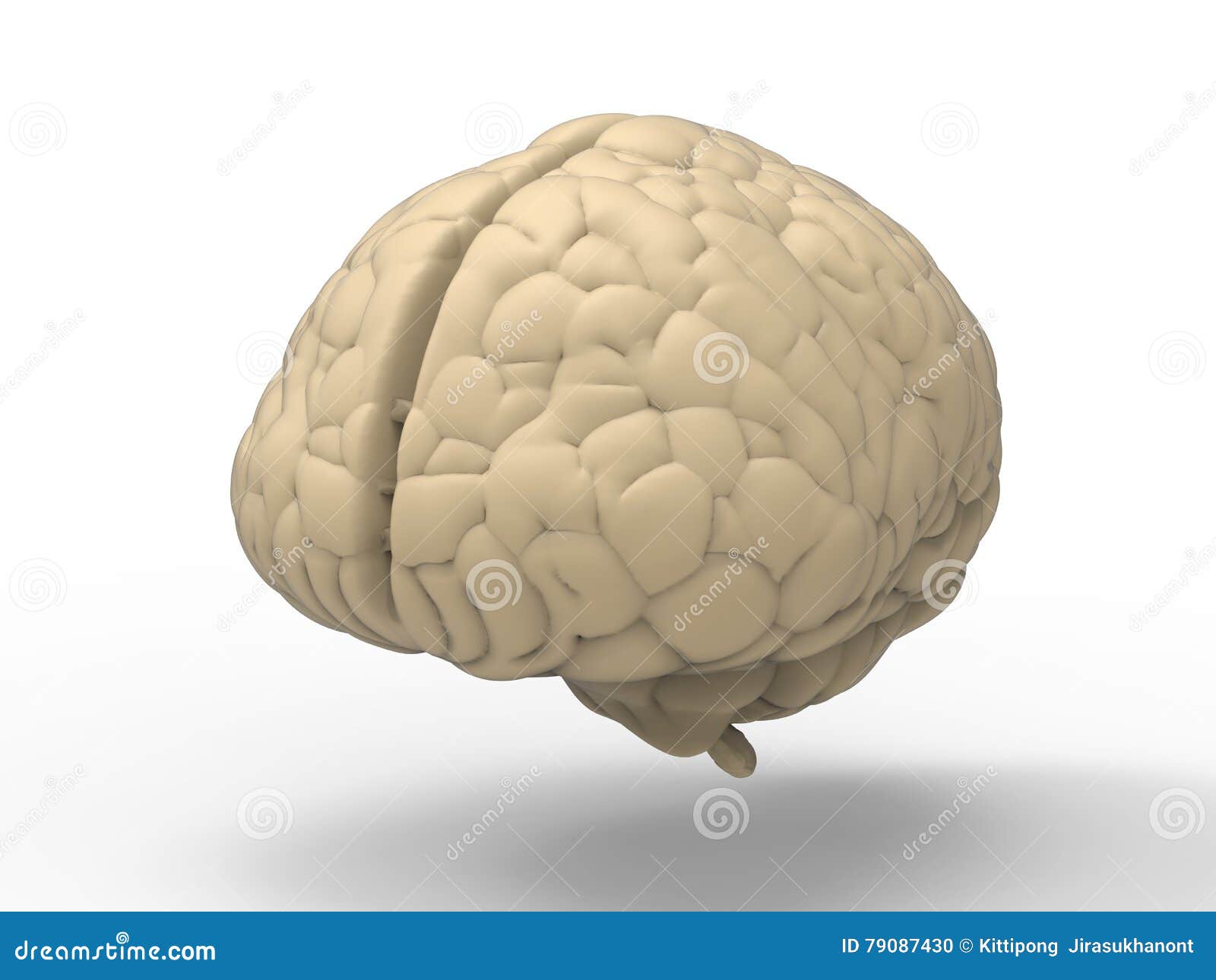 White brain stock illustration. Illustration of neurology - 79087430