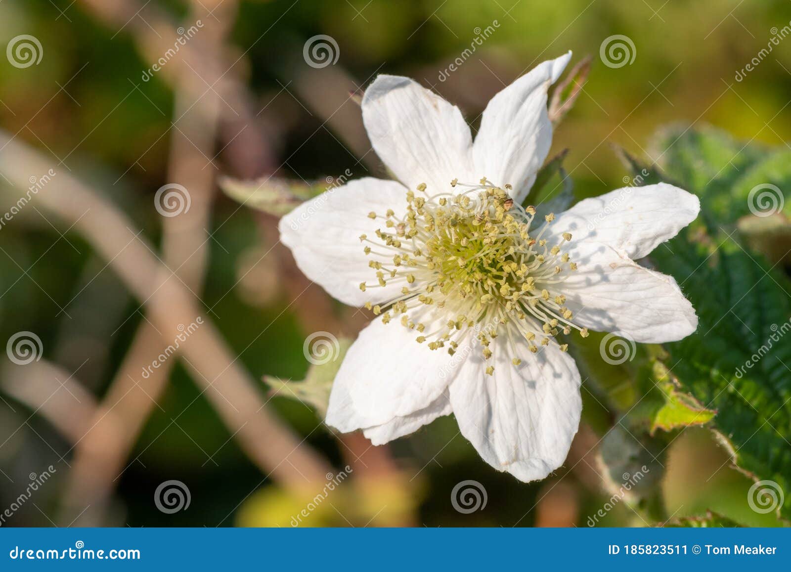 White Bramble Rubus Fruticosus Flower Stock Image - Image of natural ...