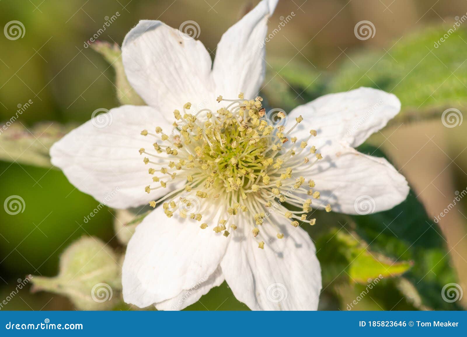 White Bramble Rubus Fruticosus Flower Stock Photo - Image of rubus ...