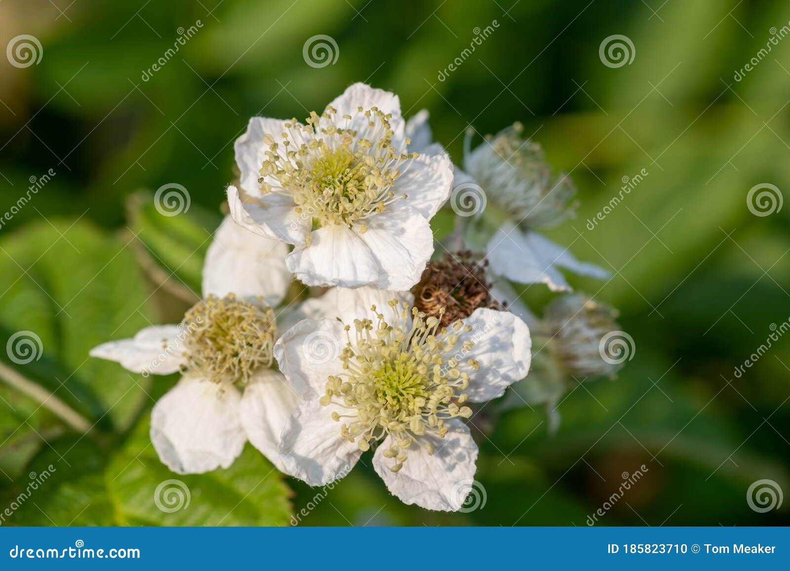 White Bramble Rubus Fruticosus Flower Stock Photo - Image of nature ...