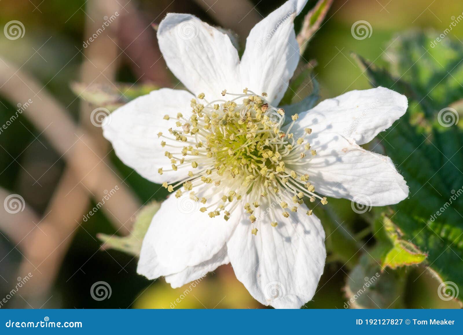 White Bramble Rubus Fruticosus Flower Stock Image - Image of color ...