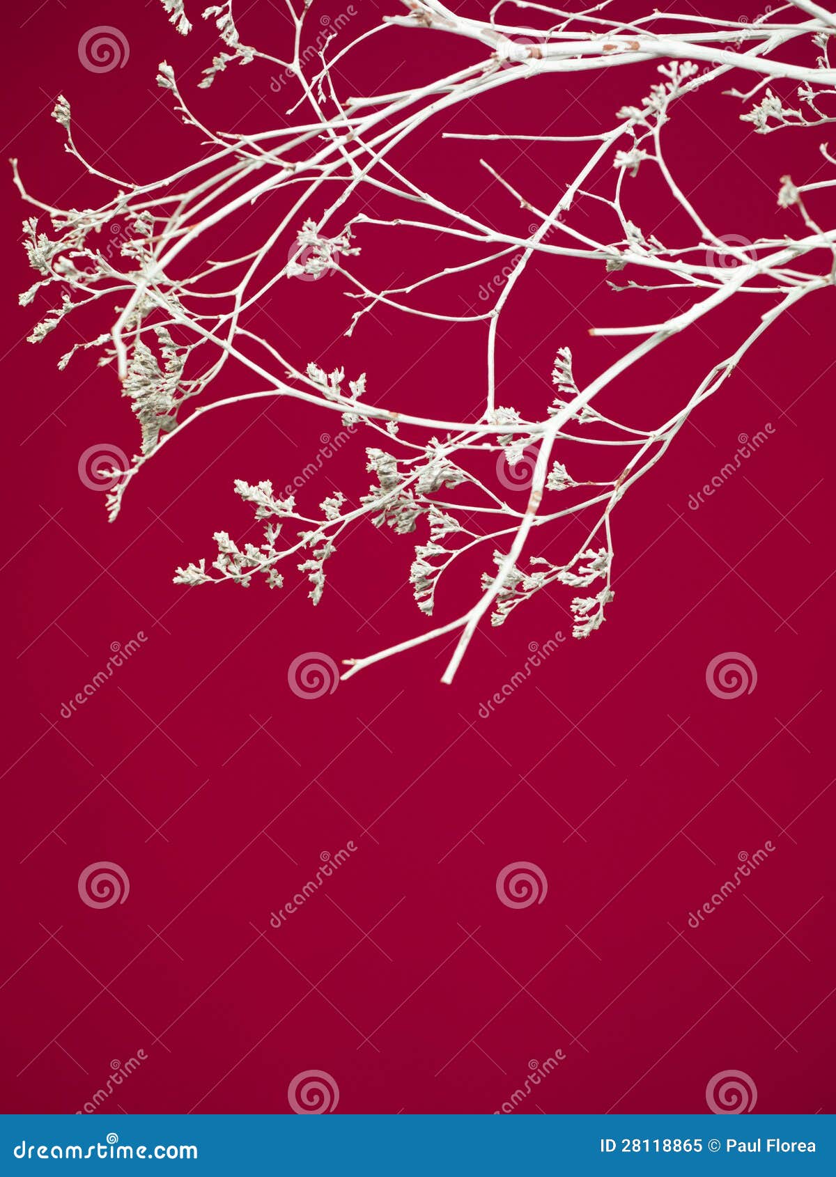 White Branches with Flowers Stock Image - Image of life, flowers: 28118865