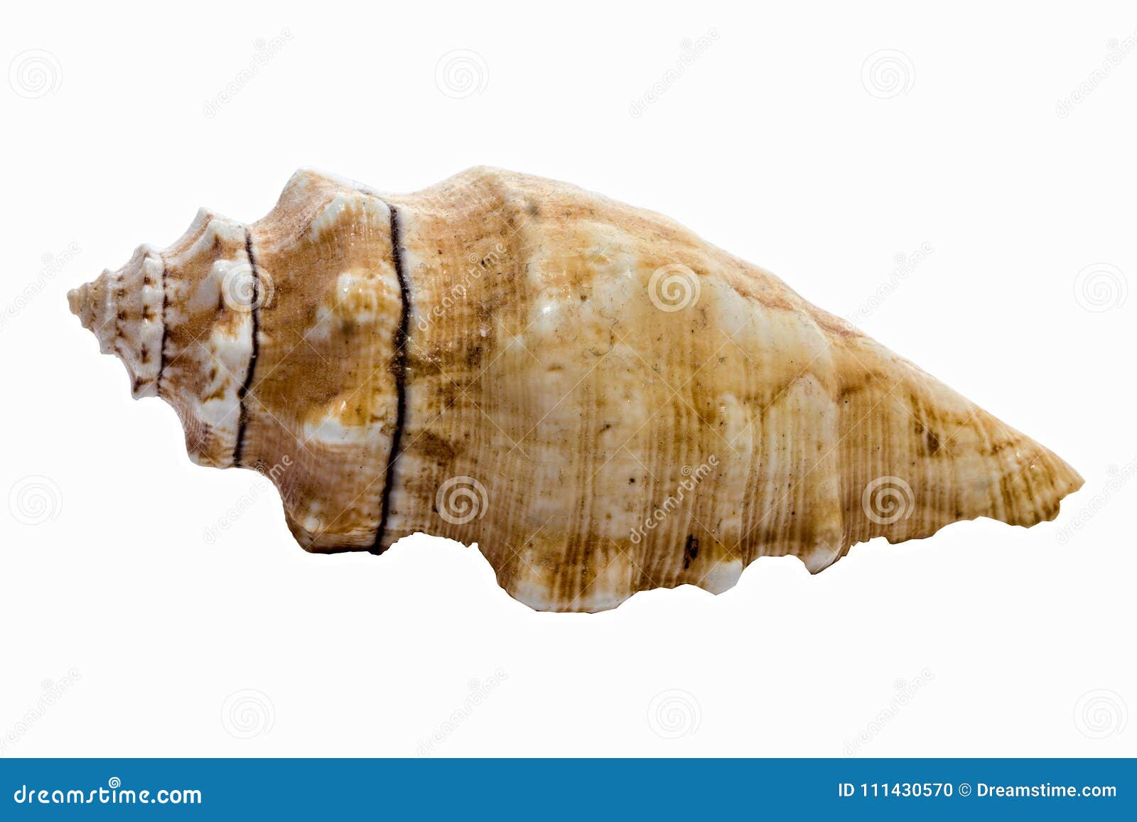 White and Braun Sea Shell Spiral-shaped Stock Photo - Image of souvenir ...