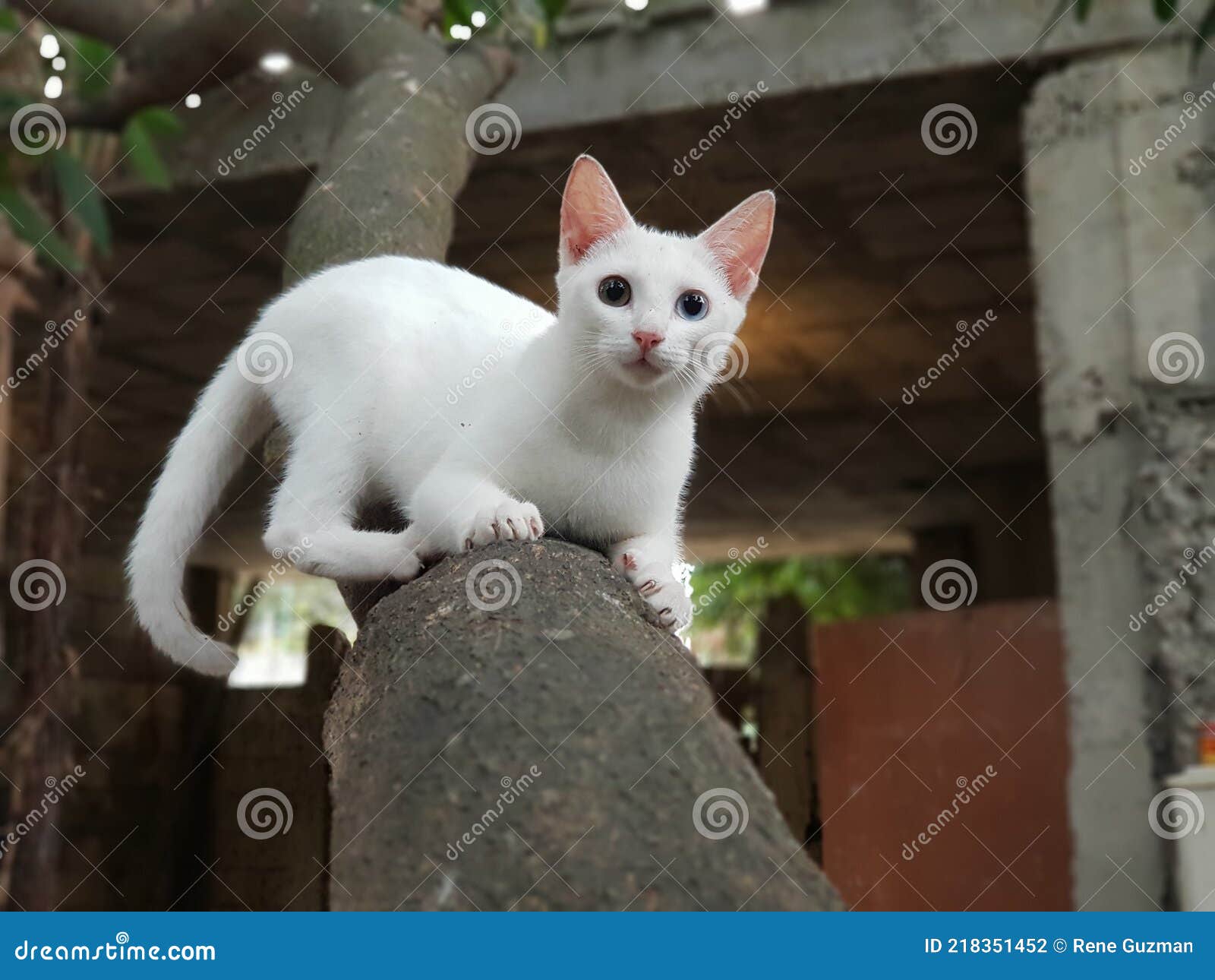 Tarzan Cat, Wait What are You Doing There! Stock Photo - Image of nose ...
