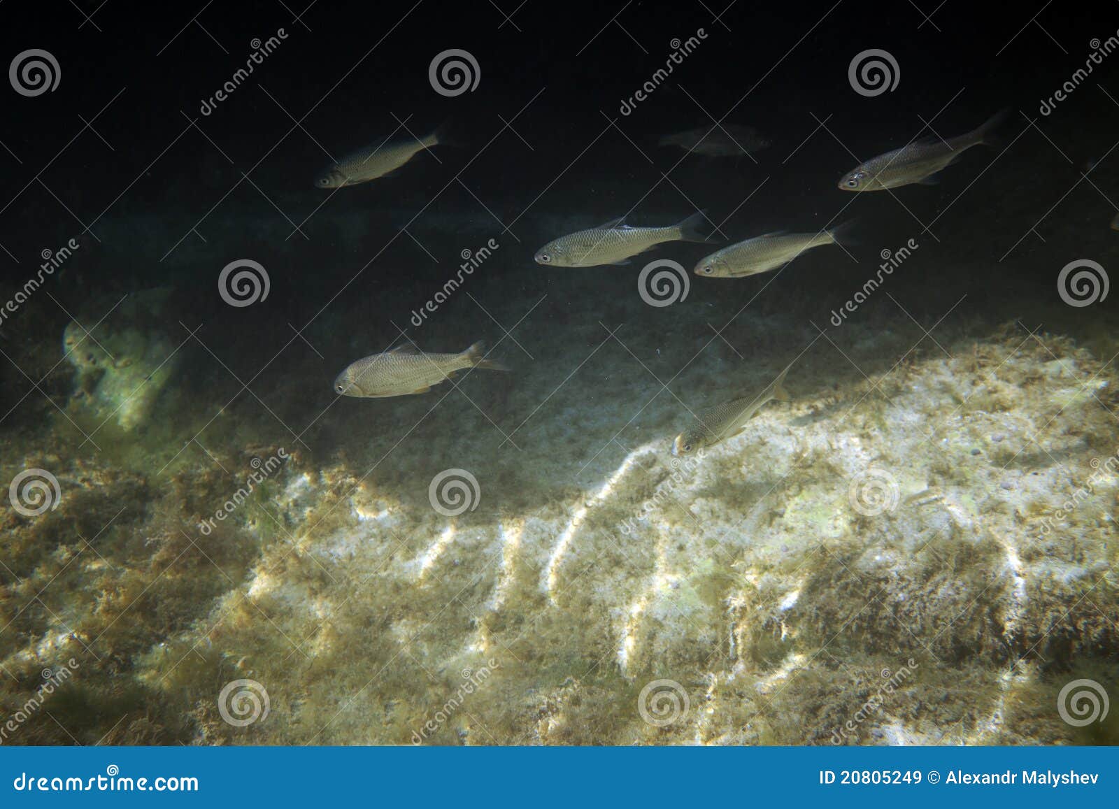 White bream. stock image. Image of ocean, aquatic, bream - 20805249