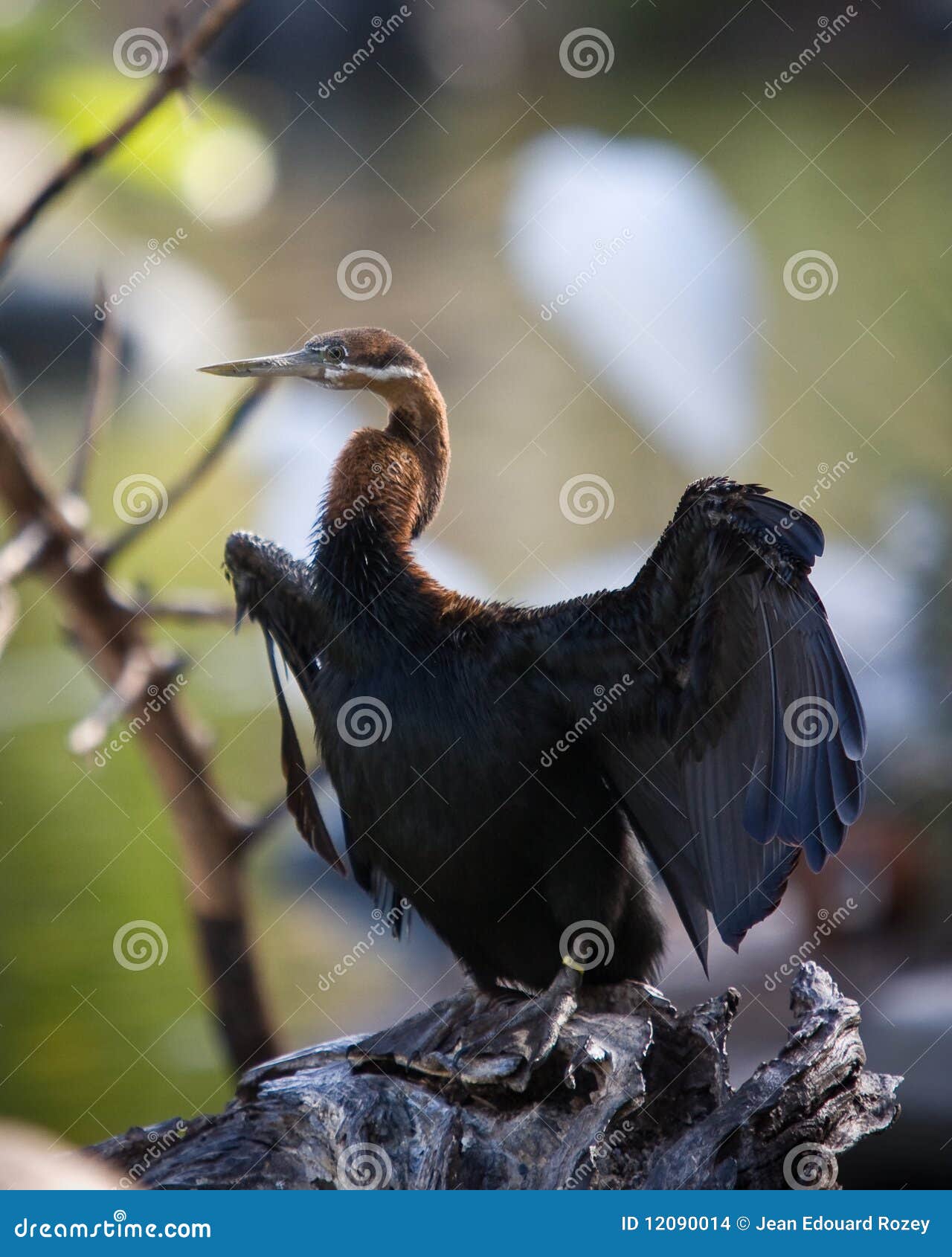White-breasted cormorant stock photo. Image of fish, water - 12090014