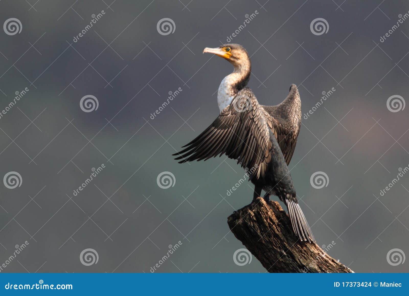 White-breasted Cormorant stock photo. Image of water - 17373424