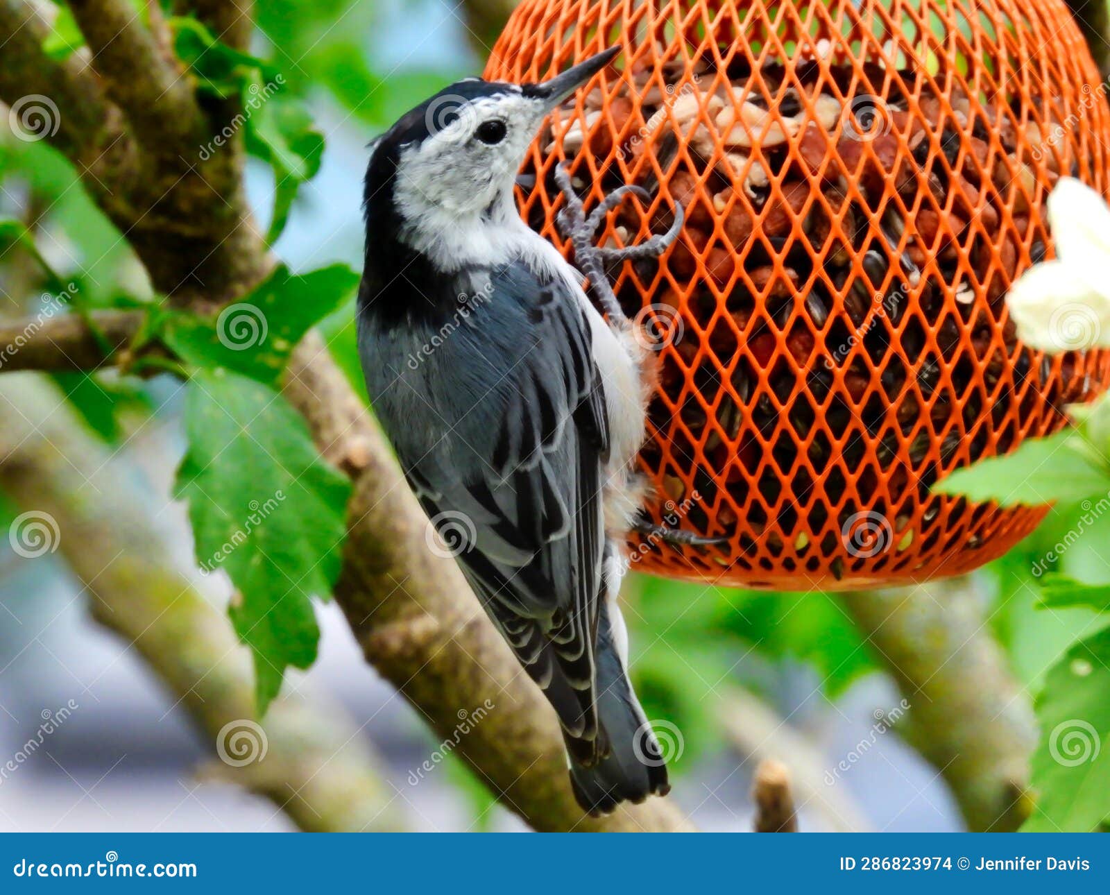 White Breasted Nutchatcher on a Ball Bird Feeder Stock Photo - Image of ...