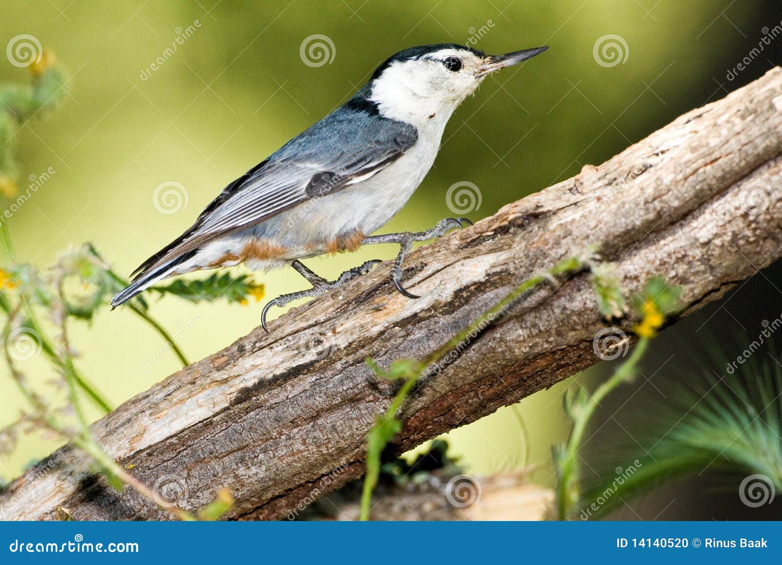 White Breasted Nuthatch stock photo. Image of watch, feathers - 14140520