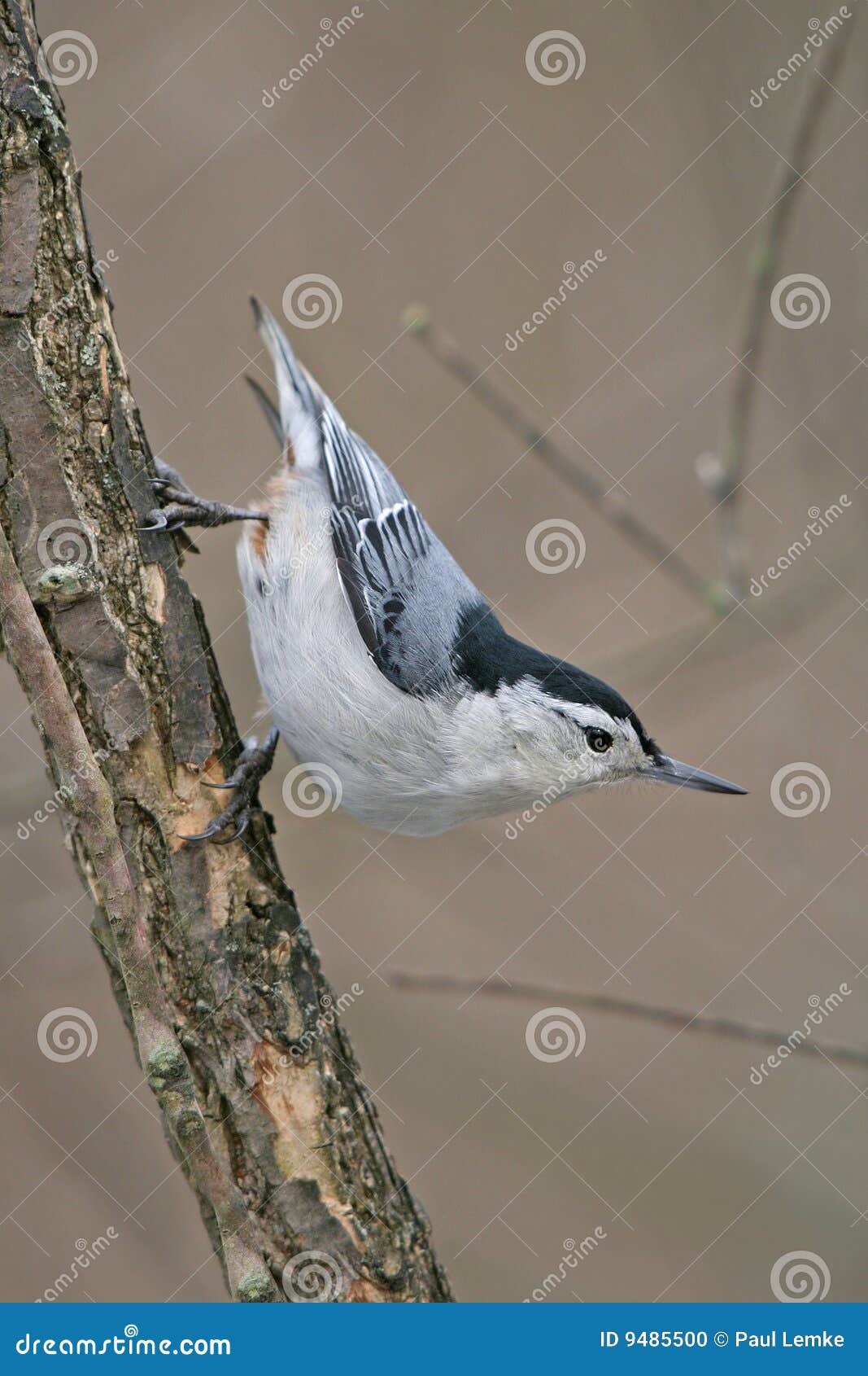 White Breasted Nuthatch stock photo. Image of feathered - 9485500