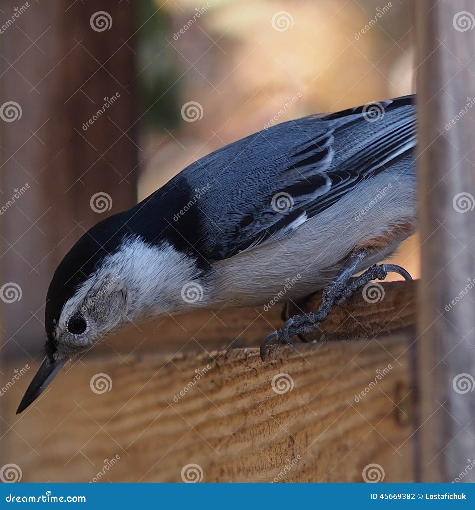 White Breasted Nuthatch on Birdfeeder Stock Photo - Image of avian ...