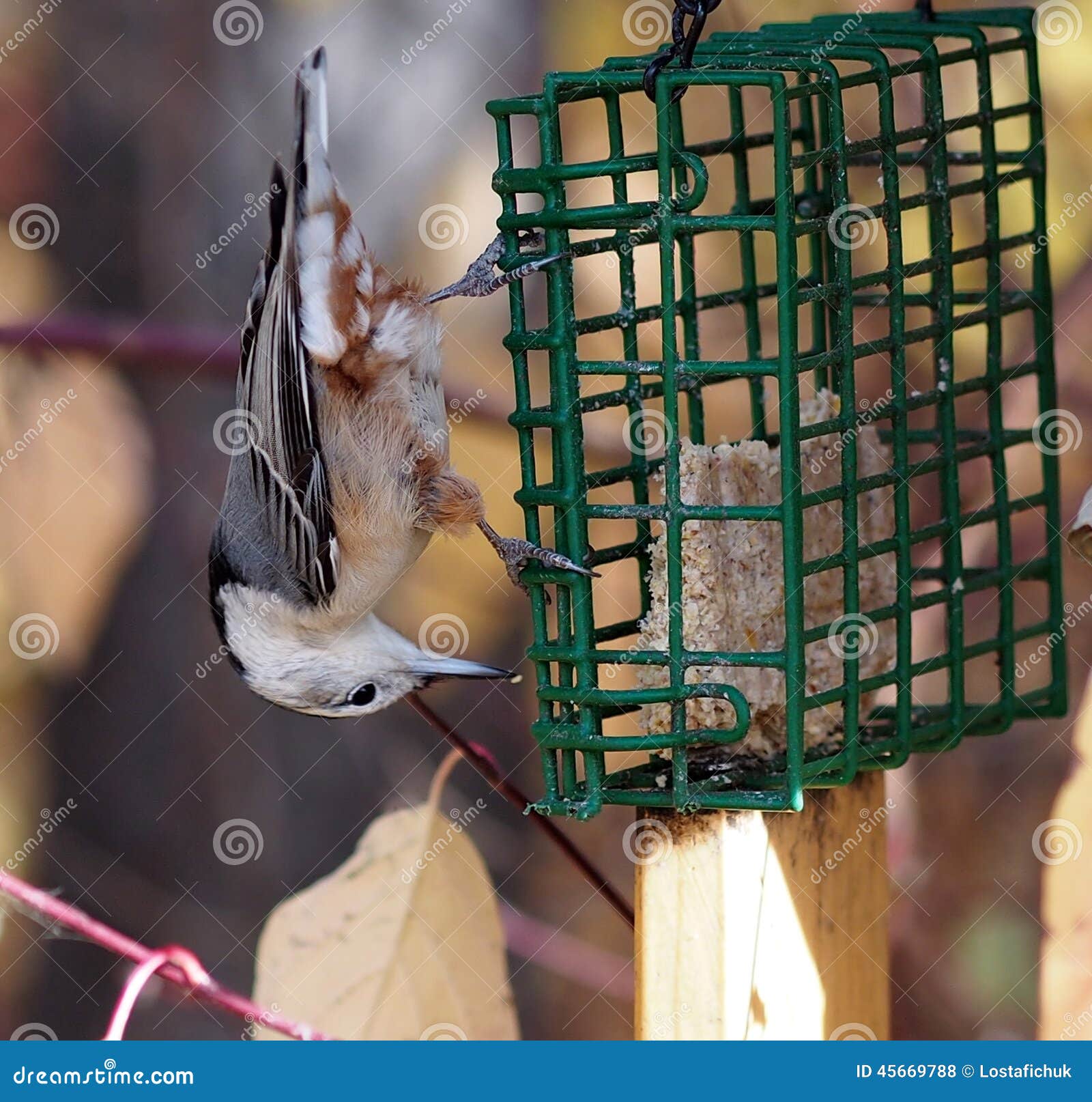 White Breasted Nuthatch on Birdfeeder Stock Photo - Image of feathers ...