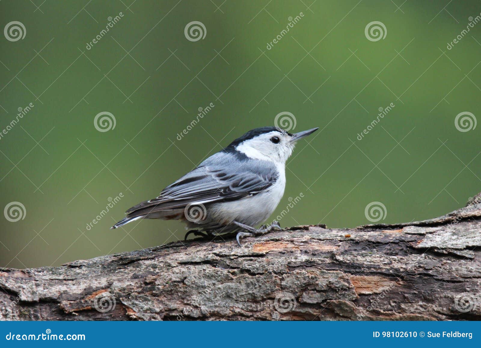 White Breasted Nuthatch on a Branch Stock Photo - Image of gripping ...