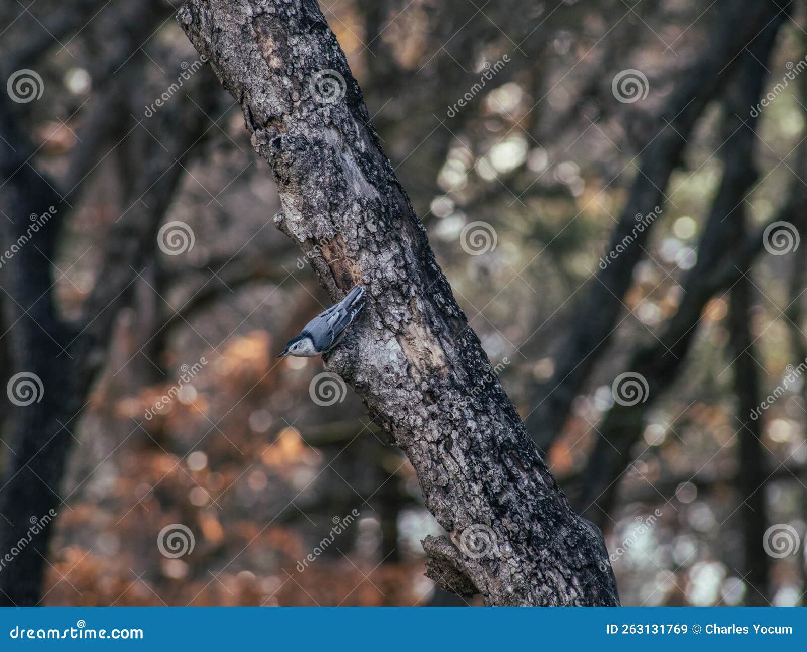 White-Breasted Nuthatch on a Dead Tree Stock Image - Image of forest ...