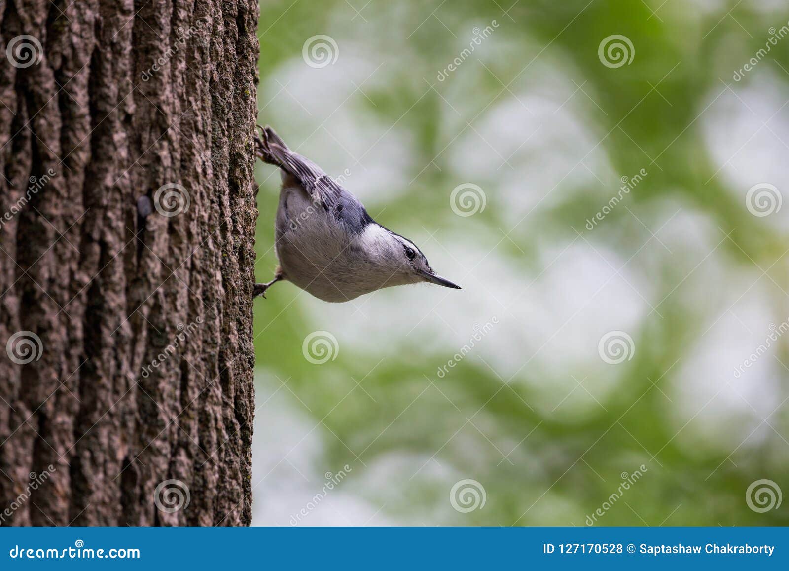 White Breasted Nuthatch Hanging from a Tree Stock Photo - Image of wild ...