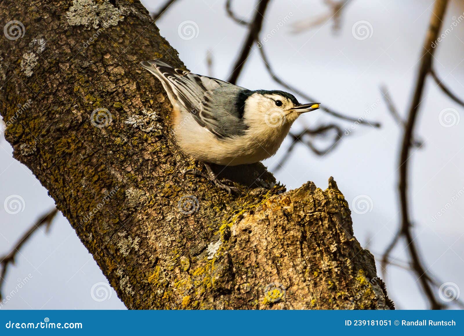 White-breasted Nuthatch Male on a Tree Stock Image - Image of animal ...