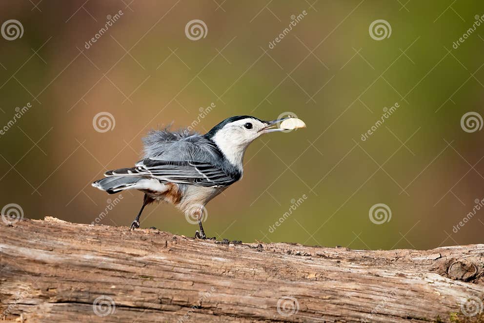 White-Breasted Nuthatch with Messed Up Feathers and a Peanut Stock ...