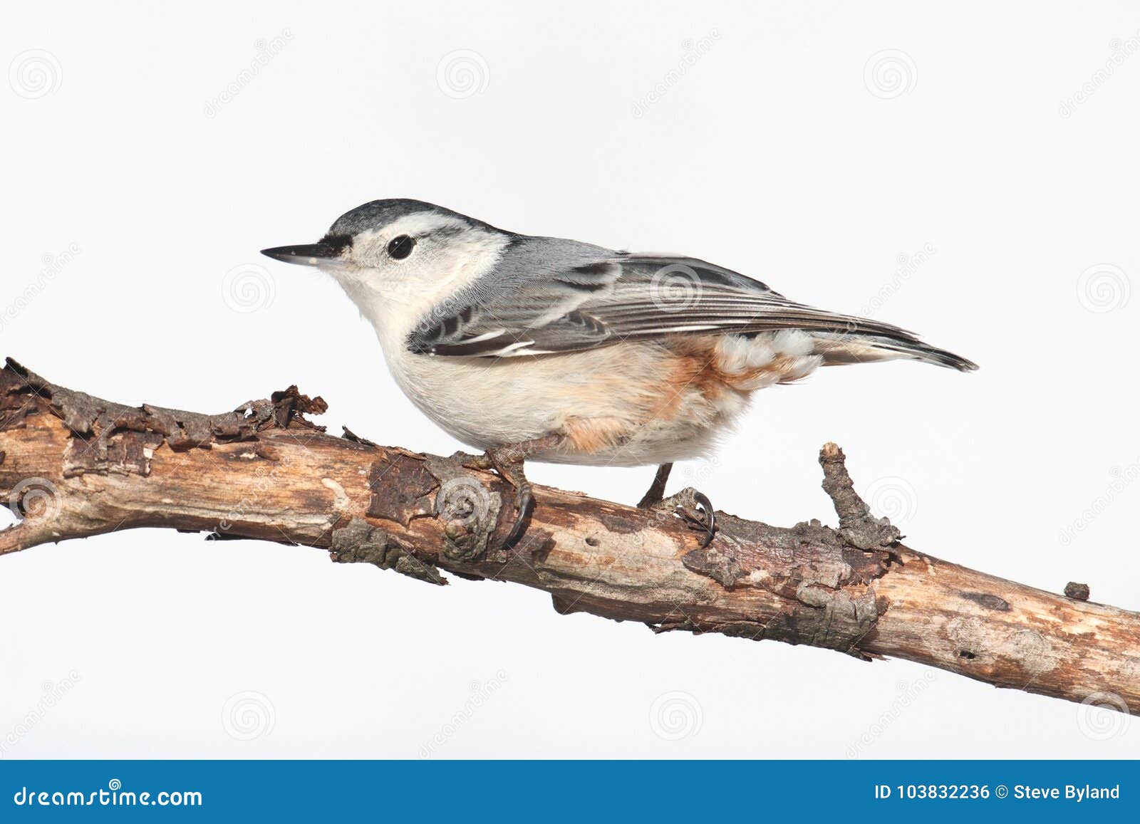 1,186 Nuthatch White Background Photos - Free & Royalty-Free Stock ...